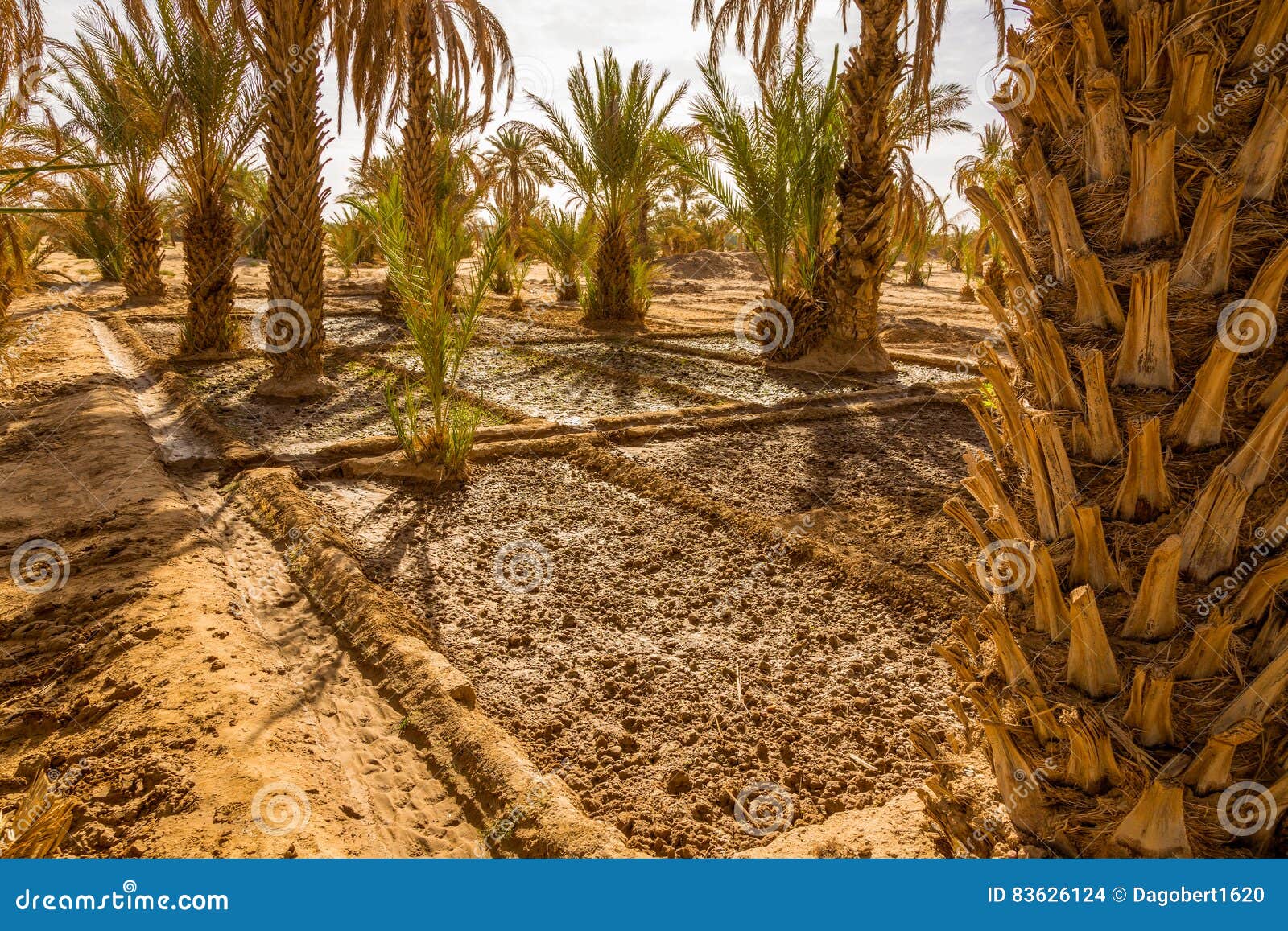 Das Bewässerungssystem in Der Oase Stockfoto - Bild von pflanzen, nave ...