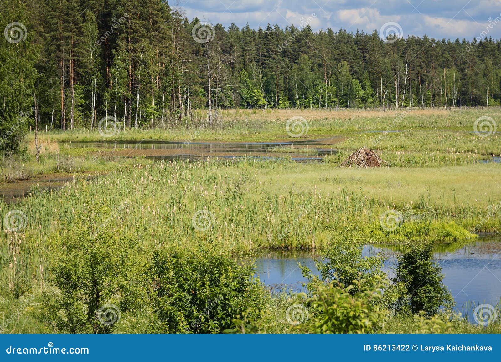 Das Biberhaus im Wald stockfoto. Bild von wild, binnenland - 86213422