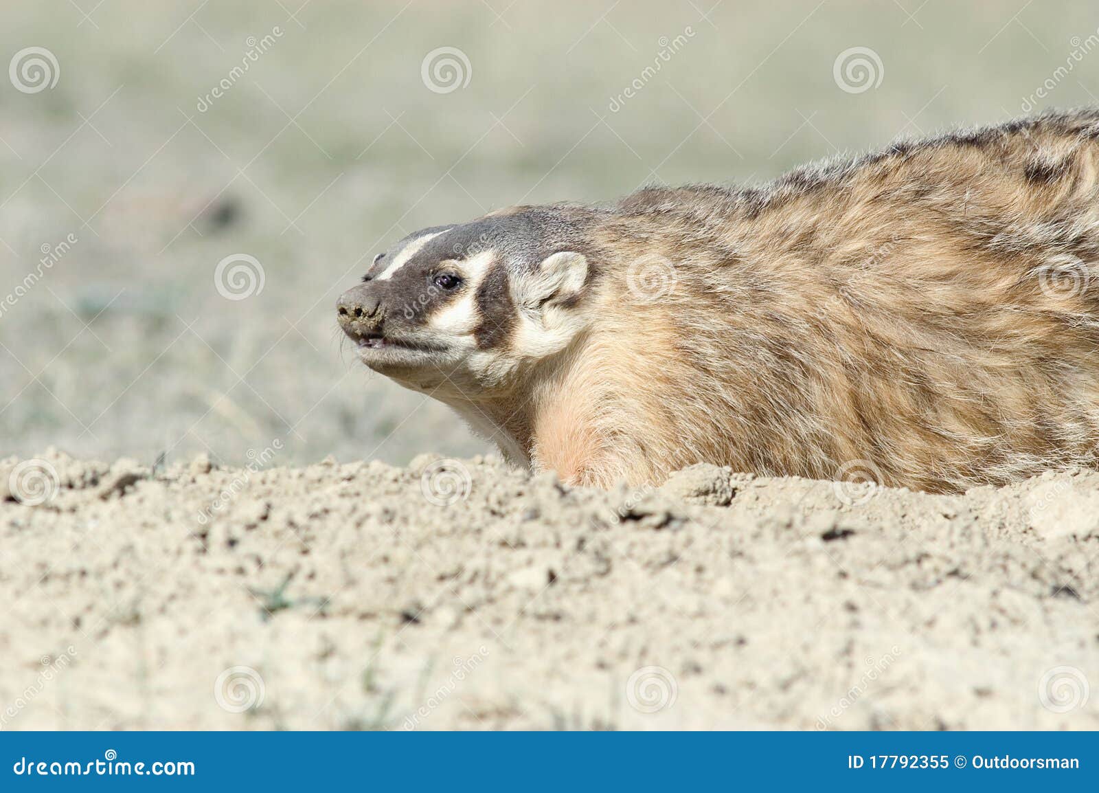 Das bij zijn hol stock afbeelding. Image of sluit, dier - 17792355