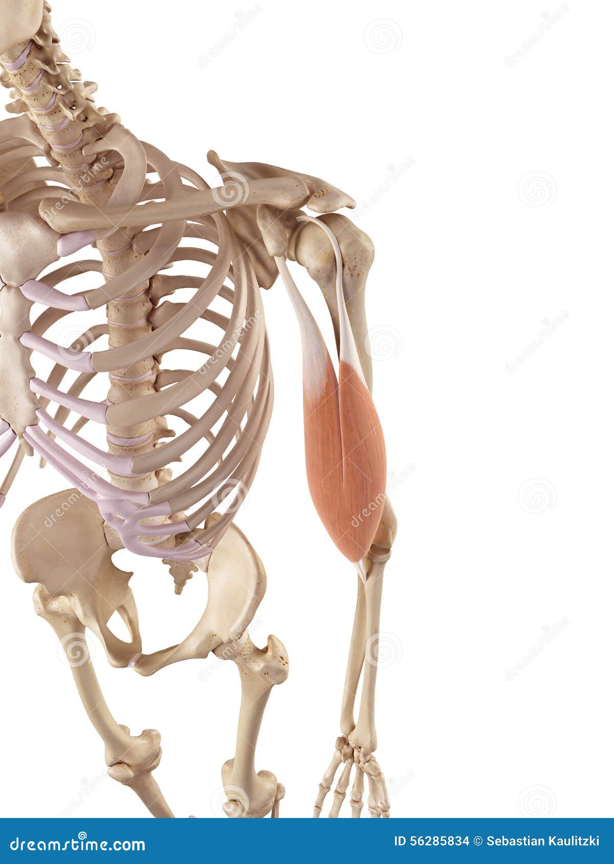 Das Bizeps stock abbildung. Illustration von gesund, anatomisch - 56285834