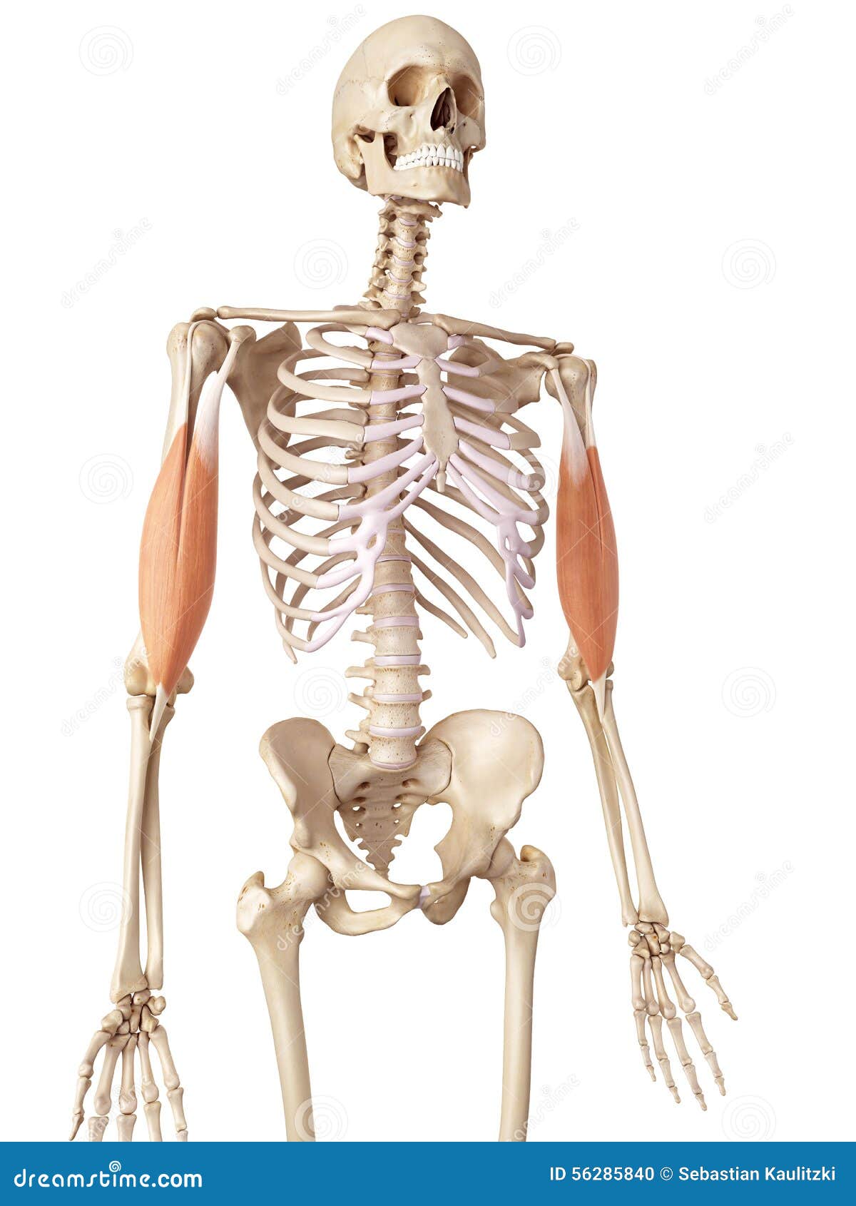 Das Bizeps stock abbildung. Illustration von muskel, bizeps - 56285840