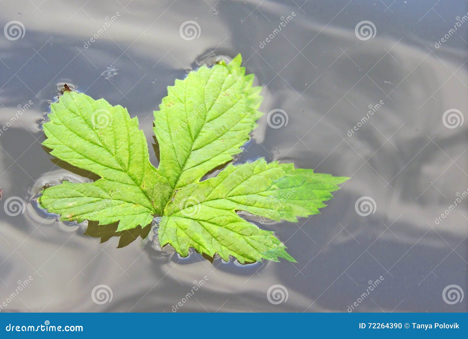 Das Blatt, Das Auf Das Wasser Schwimmt Stockfoto - Bild von gelb ...