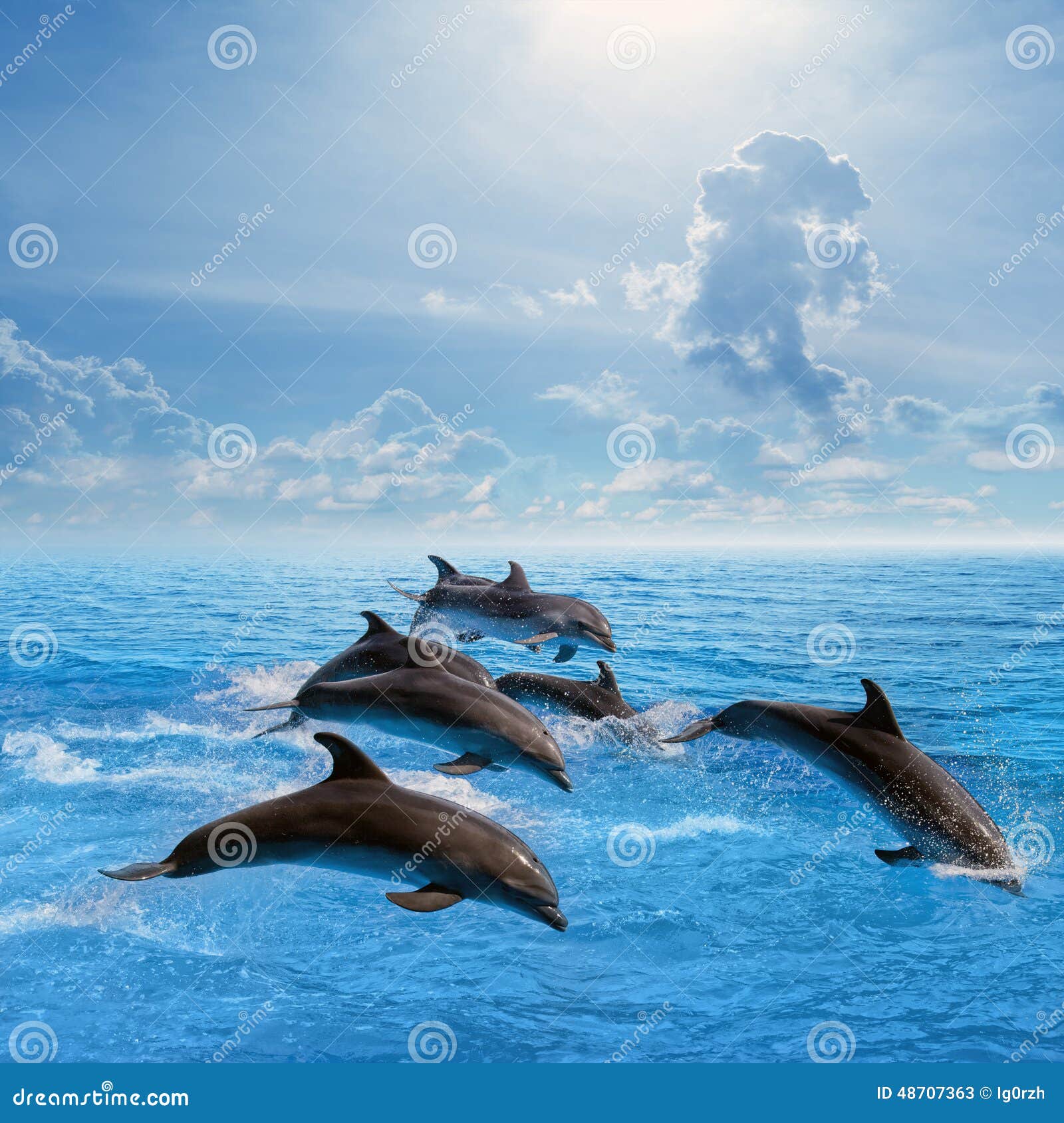 Das Delphin-Springen stockbild. Bild von blau, wasser - 48707363