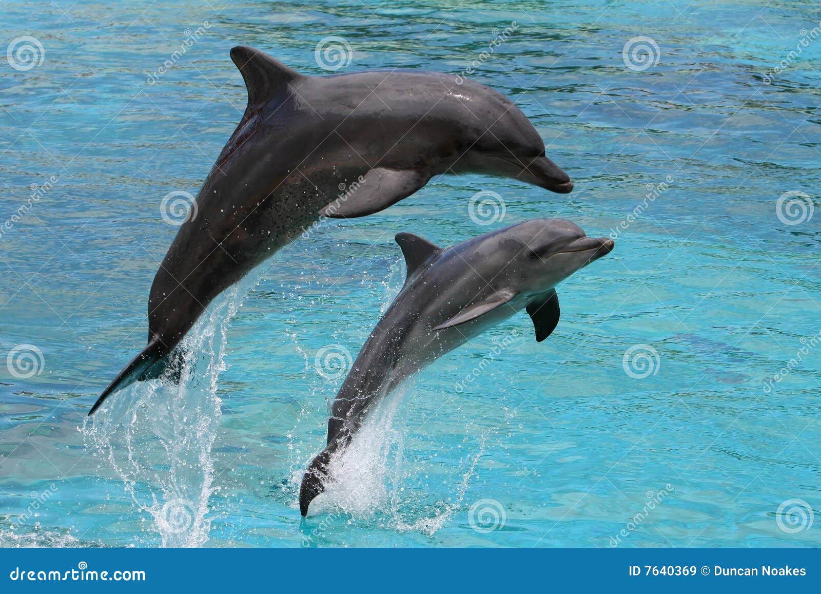 Das Delphin-Springen stockbild. Bild von freiheit, paar - 7640369