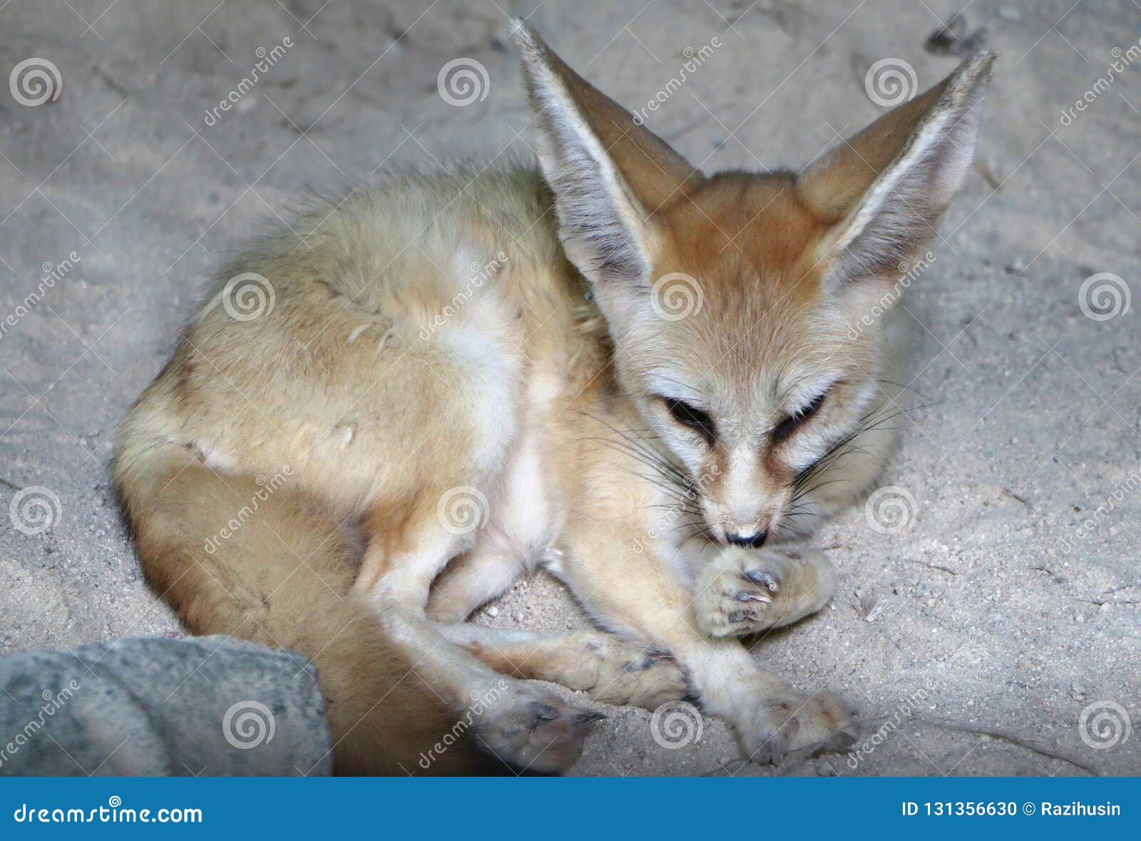 Das Fennek Oder Fennec Vulpes Zerda Stockfoto - Bild von karosserie ...