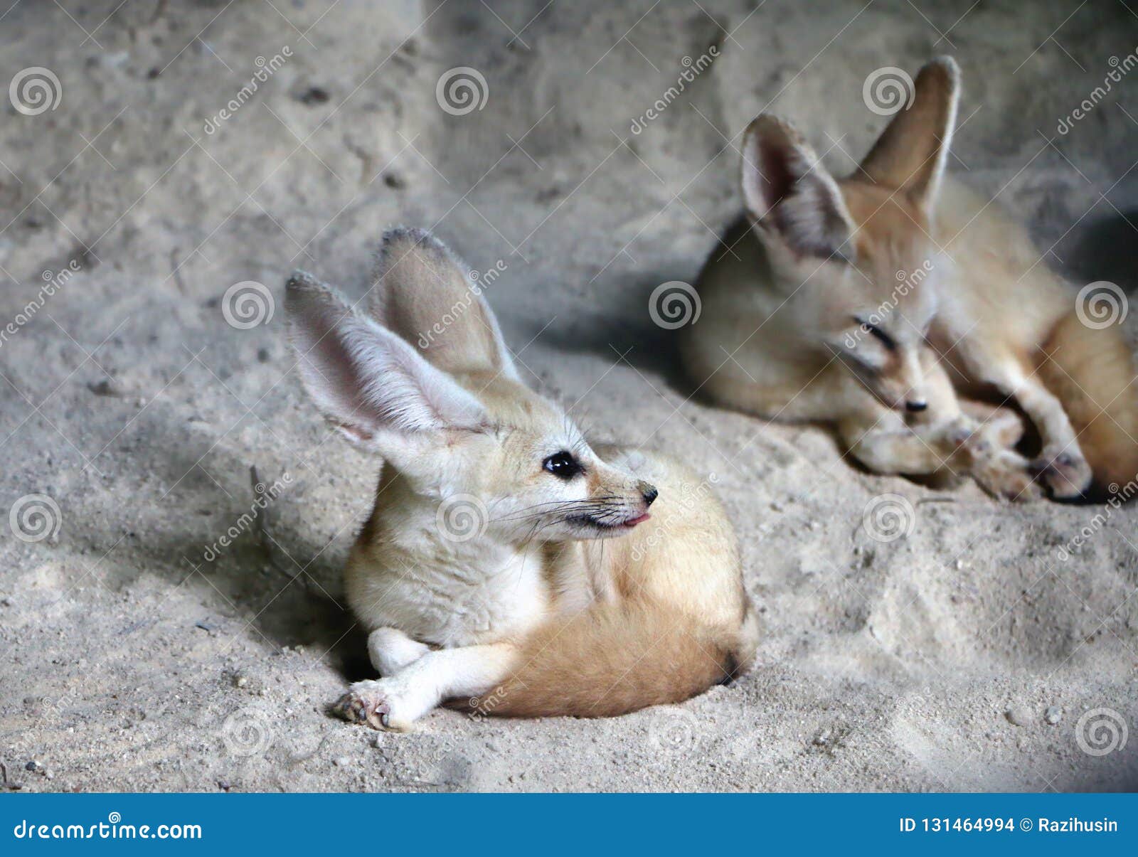 Das Fennek Oder Fennec Vulpes Zerda Stockfoto - Bild von karosserie ...
