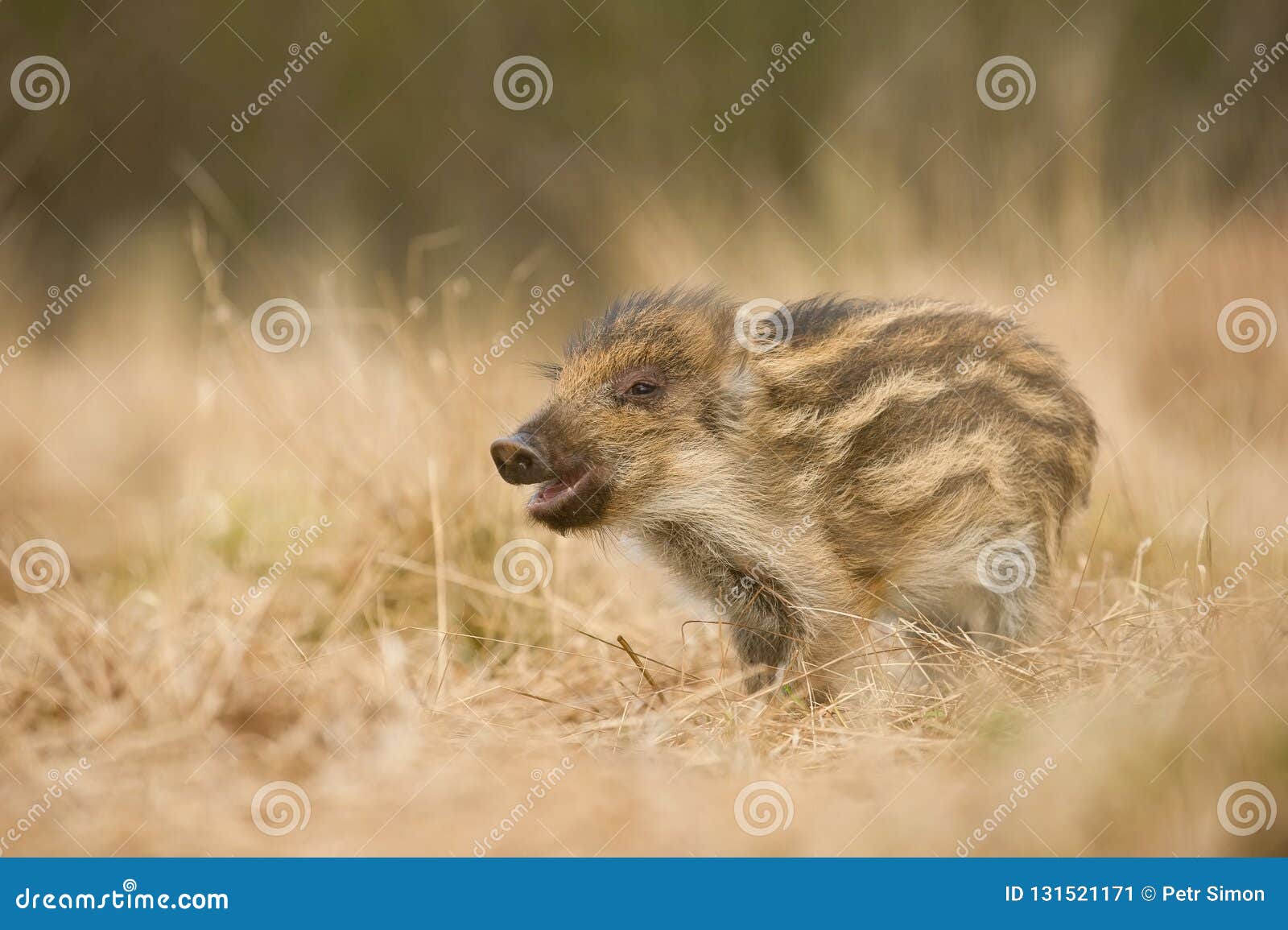 Das Ferkel Des Wilden Ebers, Sus Scrofa Stockbild - Bild von kopf, tier ...