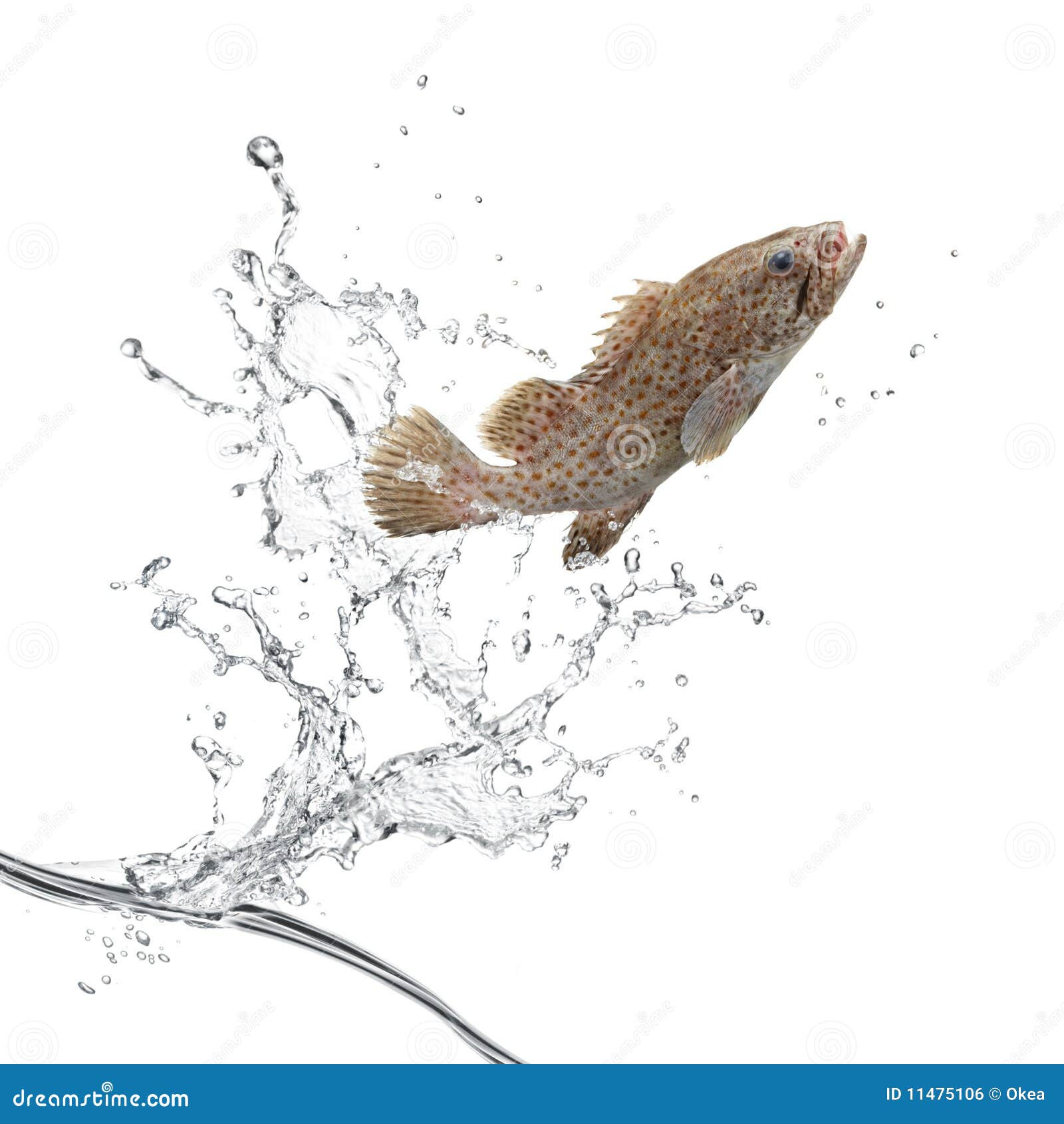 Das Fischspringen stockfoto. Bild von sauber, getrennt - 11475106