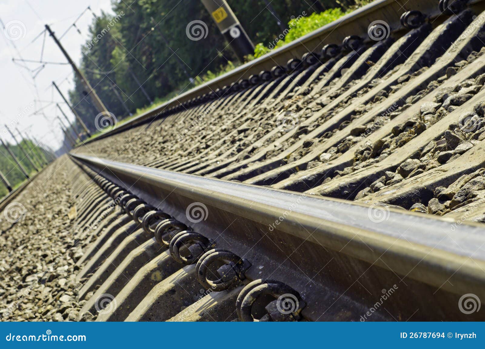 Das Gleis Durch Den Kieferwald Stockfoto - Bild von bäume, richtung ...