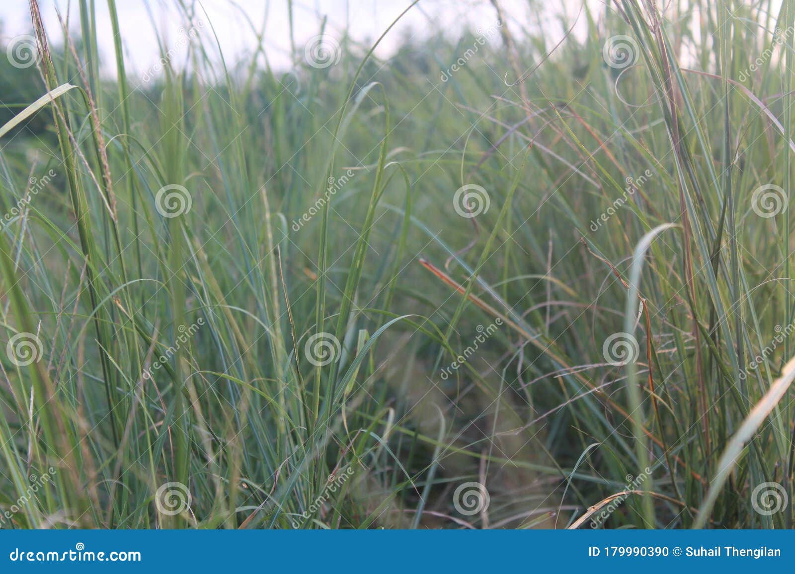 Das graue Gras stockfoto. Bild von grasland, rasen, blume - 179990390