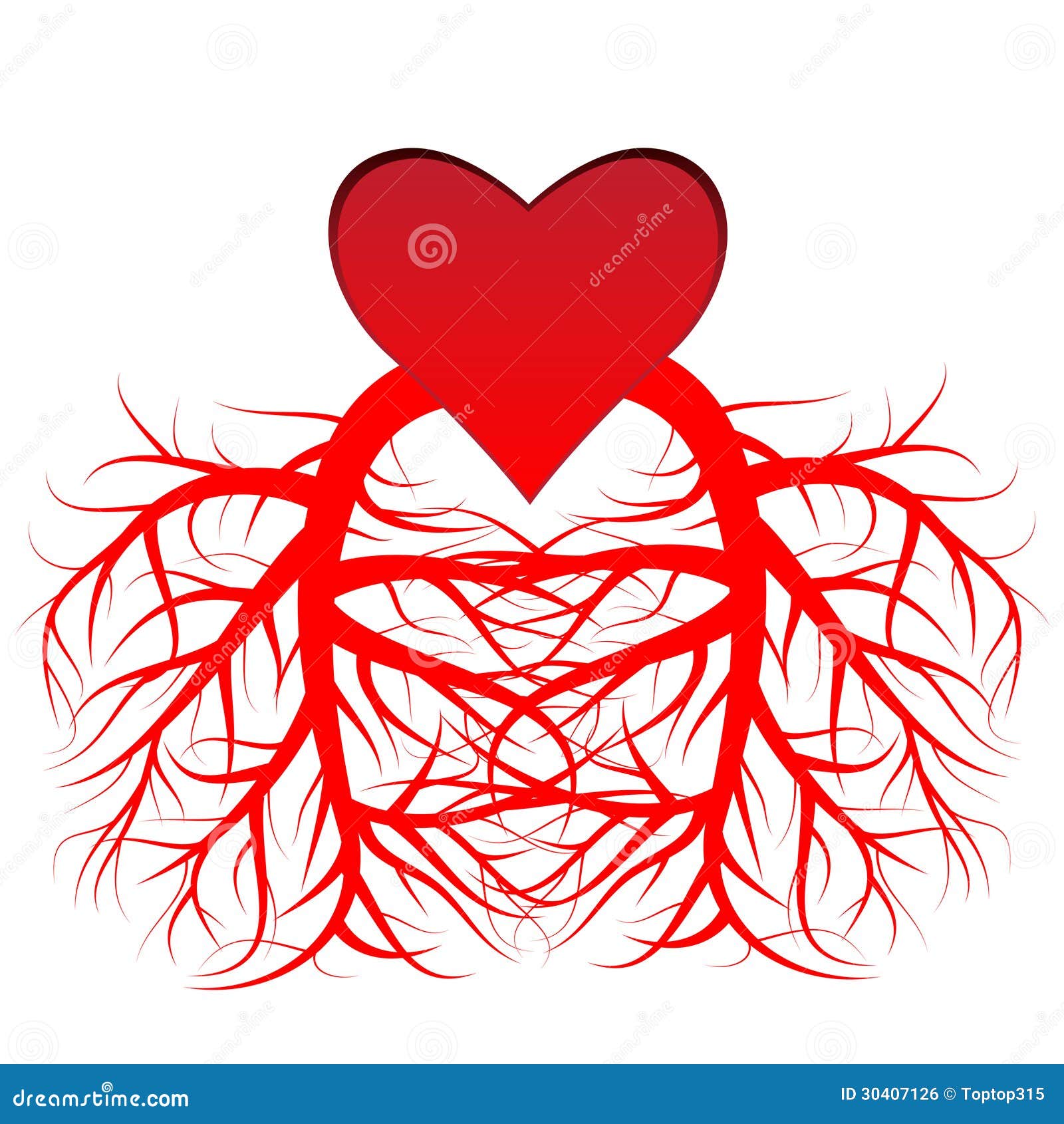 Das Herz und die Adern vektor abbildung. Illustration von behälter ...