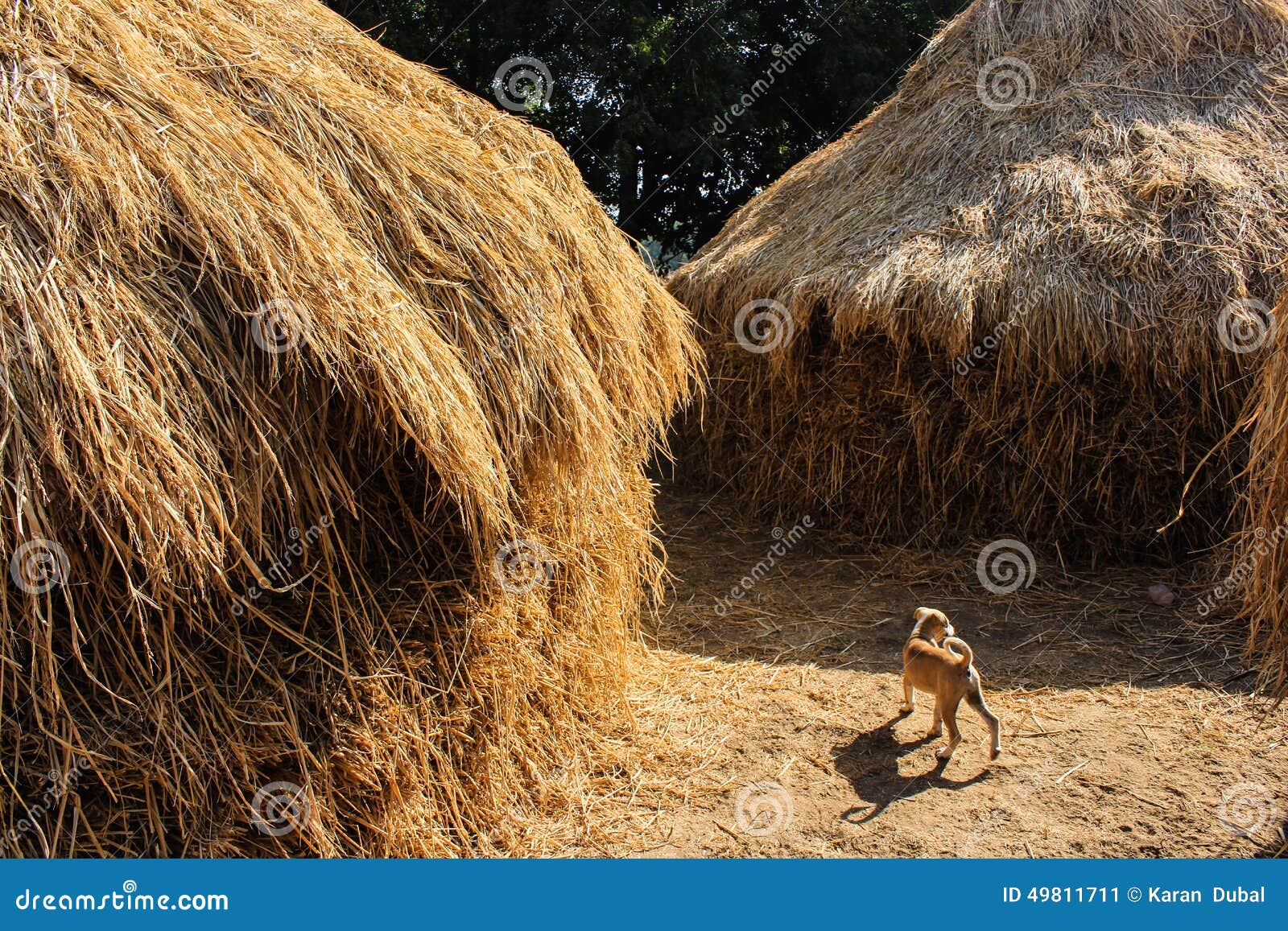 Das Heu und ein Welpe stockbild. Bild von stapel, trocken - 49811711