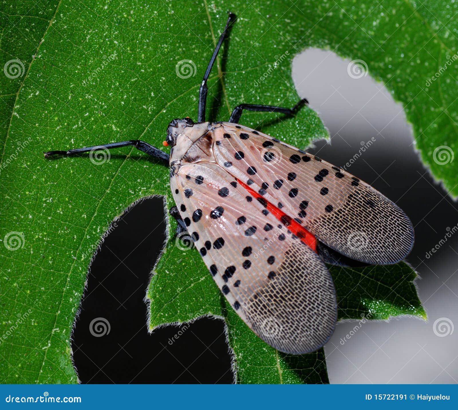Das Insekt, das fliegt stockbild. Bild von fliege, potentiometer - 15722191