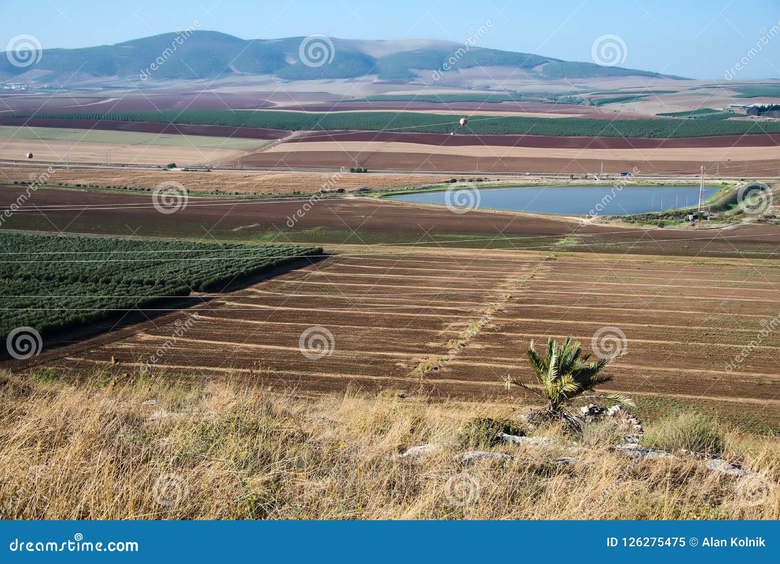 Das Jezreel-Tal, Israel redaktionelles bild. Bild von königin - 126275475