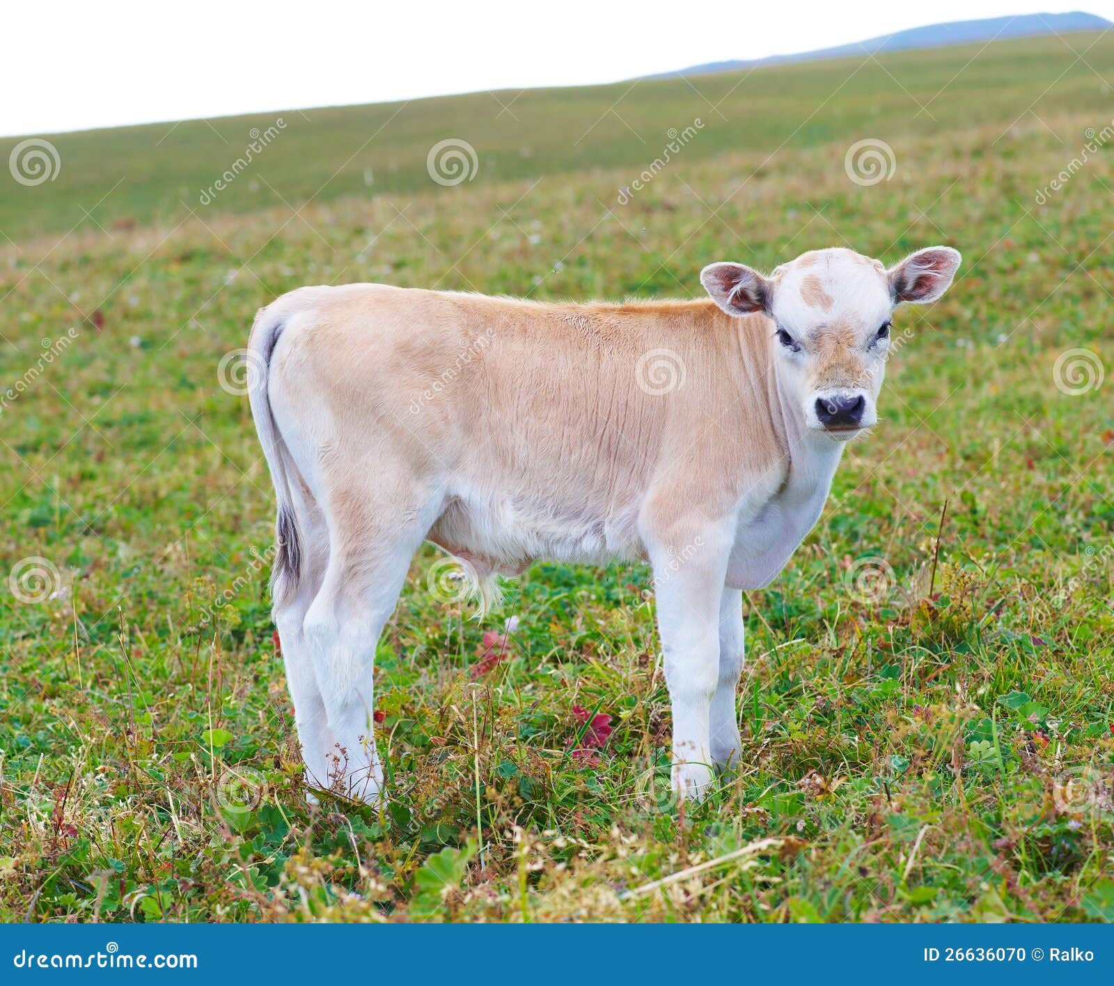 Das Kalb Auf Einer Sommerweide. Stockfoto - Bild von säugetier ...