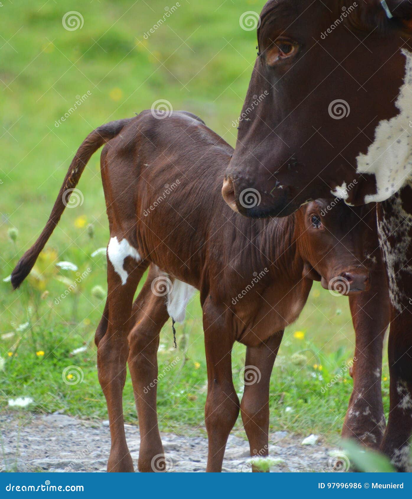 Das Kalb Und Die Mutter Ankole-Watusi Stockfoto - Bild von hupe, brut ...