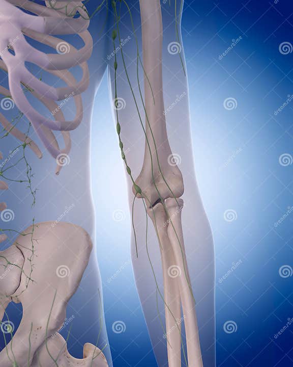 Das Lymphsystem - der Arm stock abbildung. Illustration von lymphe ...