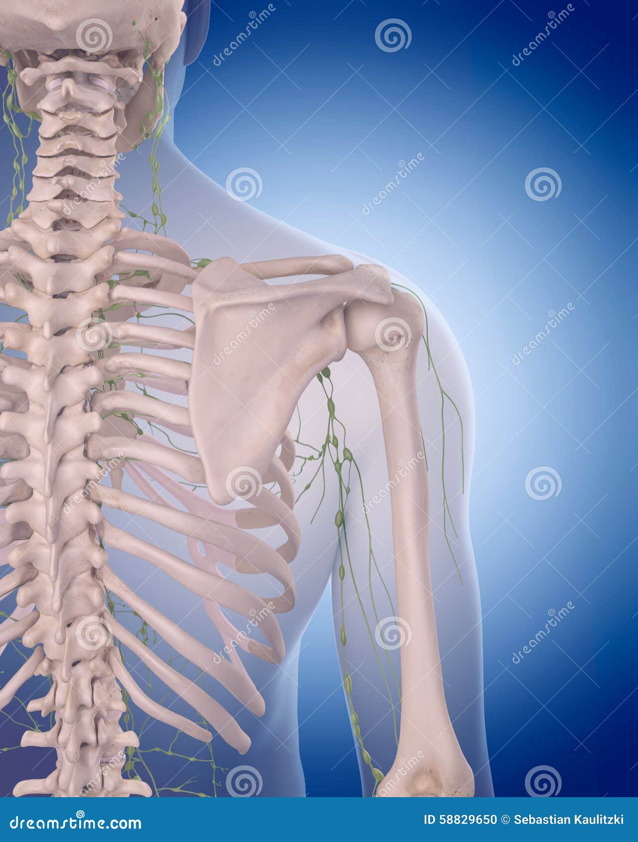 Das Lymphsystem - Die Schulter Stock Abbildung - Illustration von ...