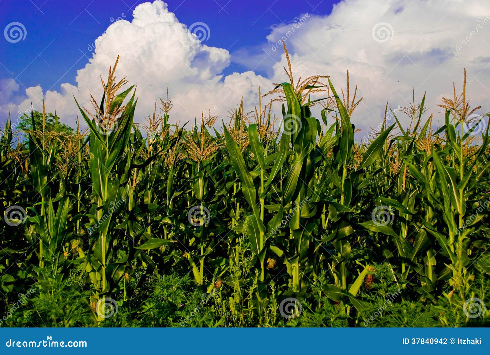 Das Maisfeld stockfoto. Bild von farbe, wolke, land, essen - 37840942