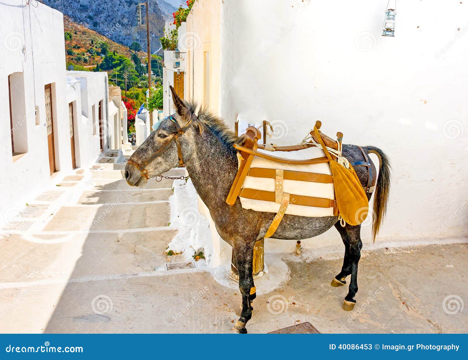 Das Maultier stockbild. Bild von tür, gebäude, insel - 40086453