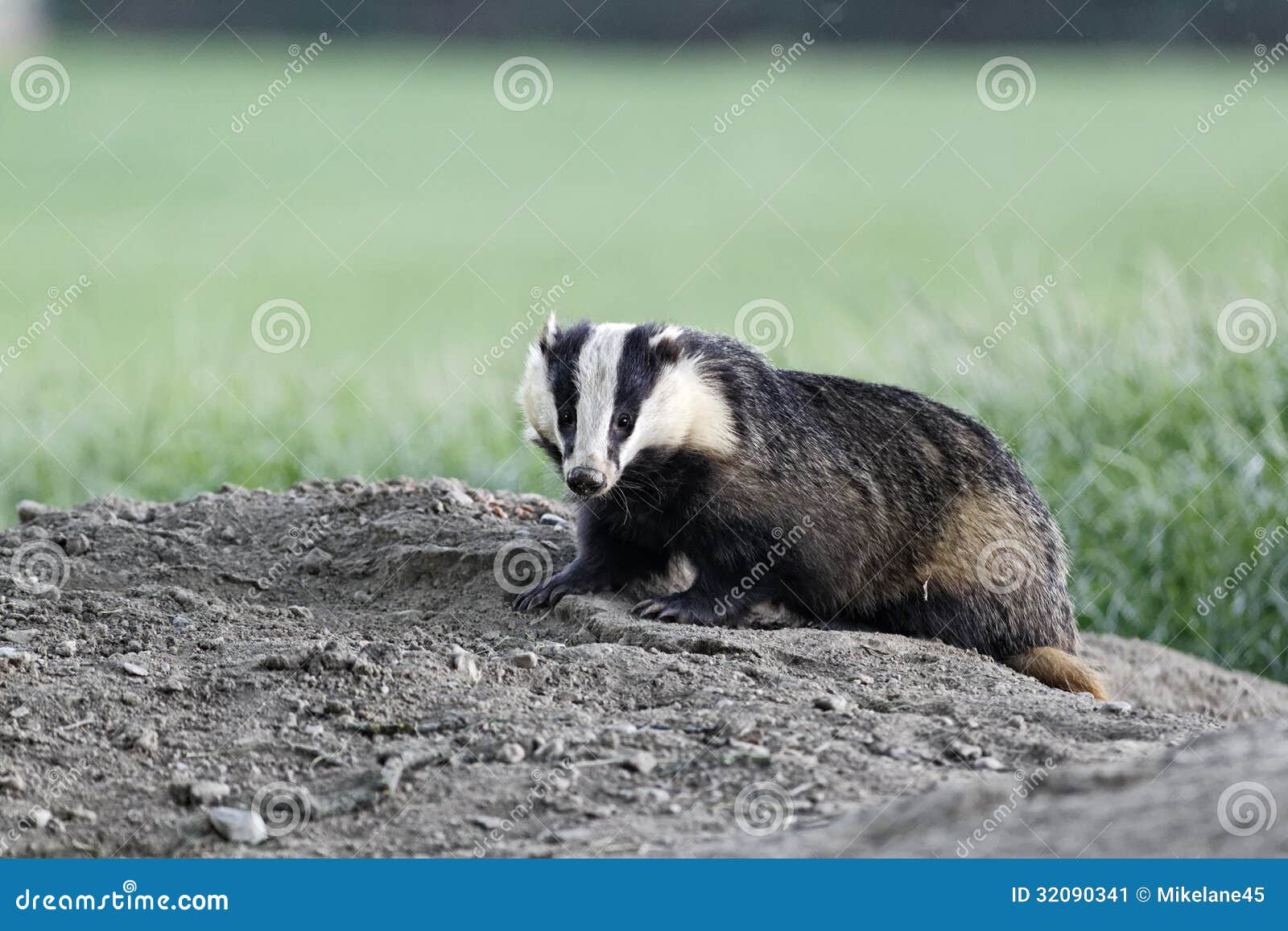 Das, Meles meles stock afbeelding. Image of zwart, gestreept - 32090341