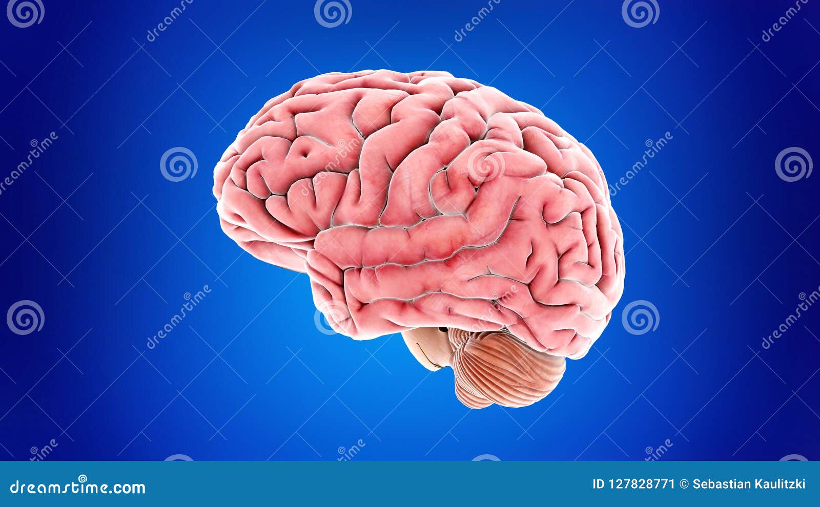 Das menschliche Gehirn stock abbildung. Illustration von übertragung ...