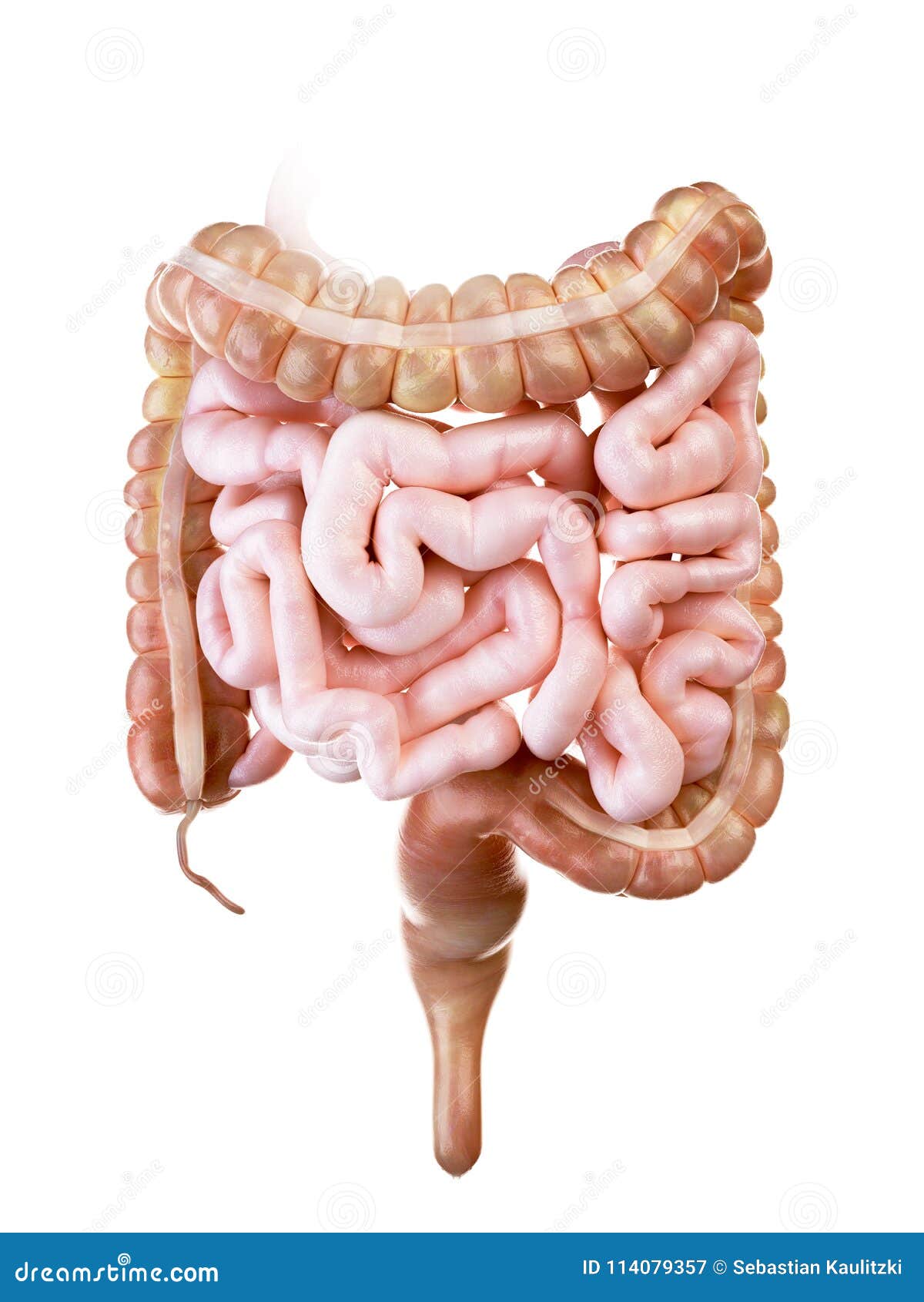 Das Menschliche Kleine Und Der Dickdarm Stock Abbildung - Illustration ...