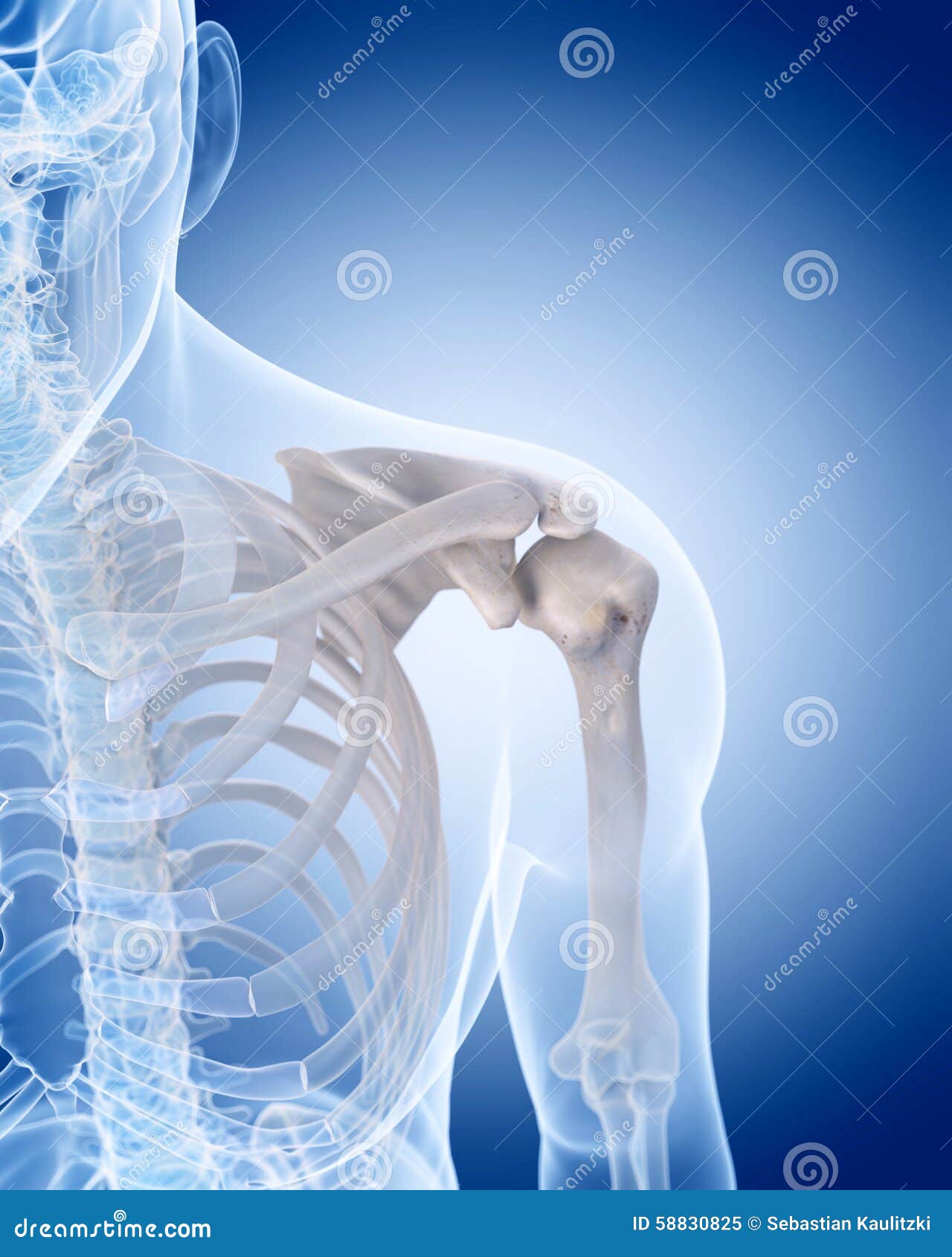 Das Menschliche Skelett - Die Schulter Stock Abbildung - Illustration ...