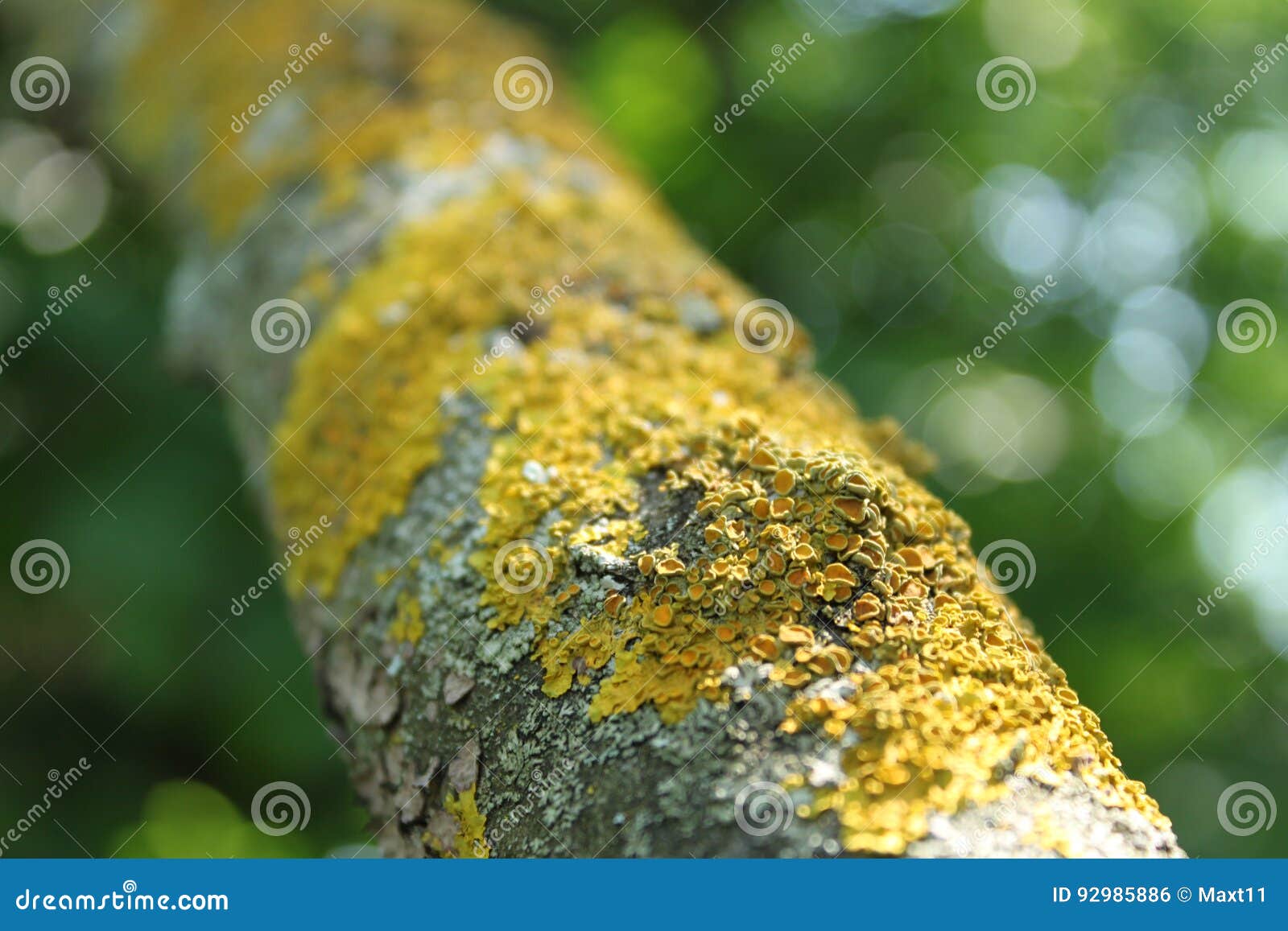 Das Moos auf dem Baum stockfoto. Bild von blüte, blume - 92985886