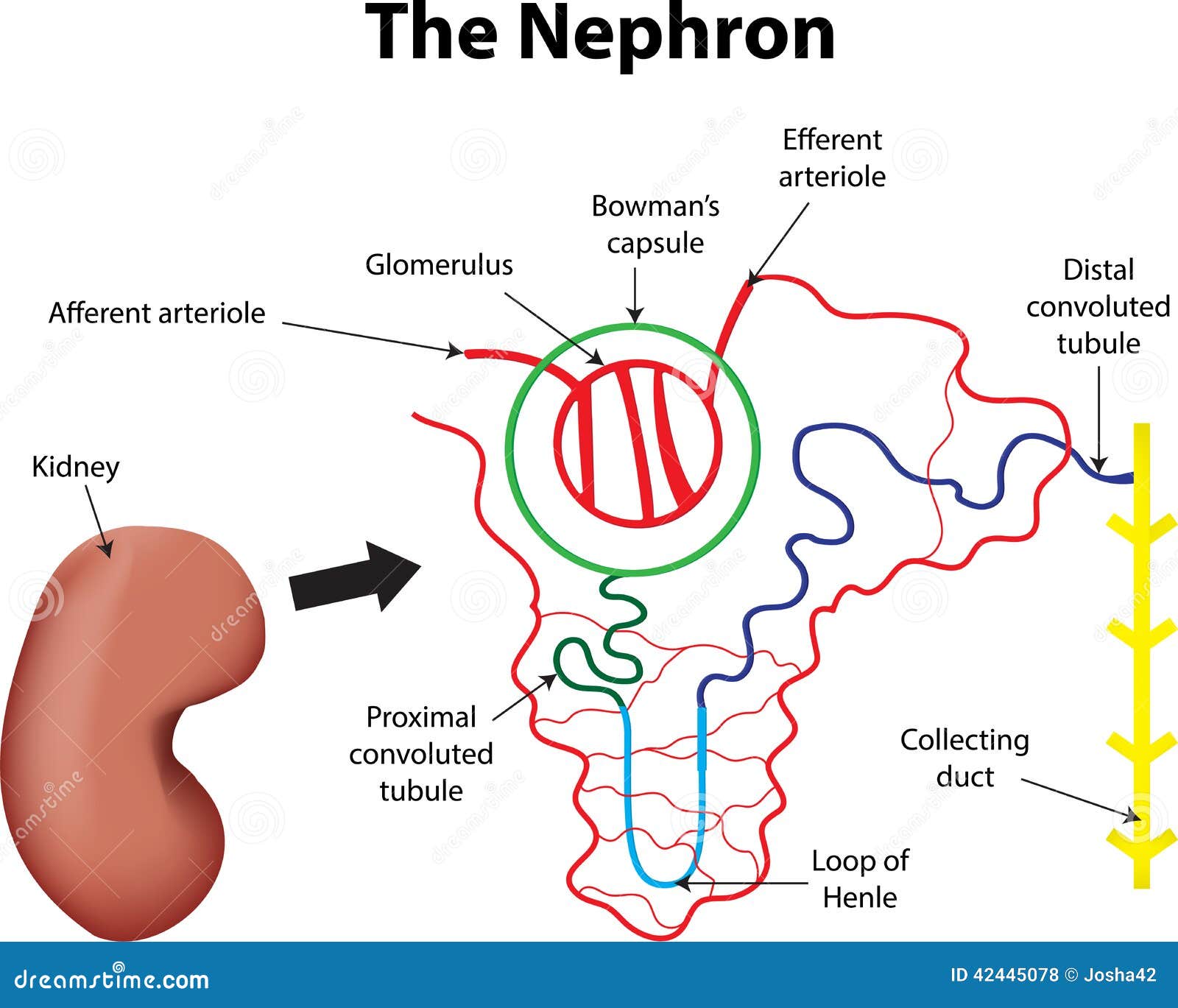 Das Nephron vektor abbildung. Illustration von nephritis - 42445078