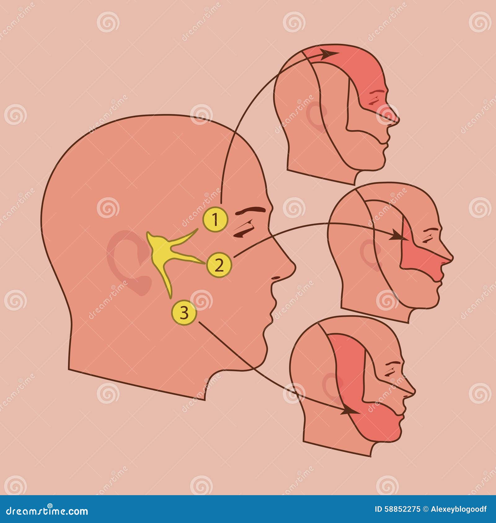 Das Nervus trigeminus vektor abbildung. Illustration von medizinisch ...