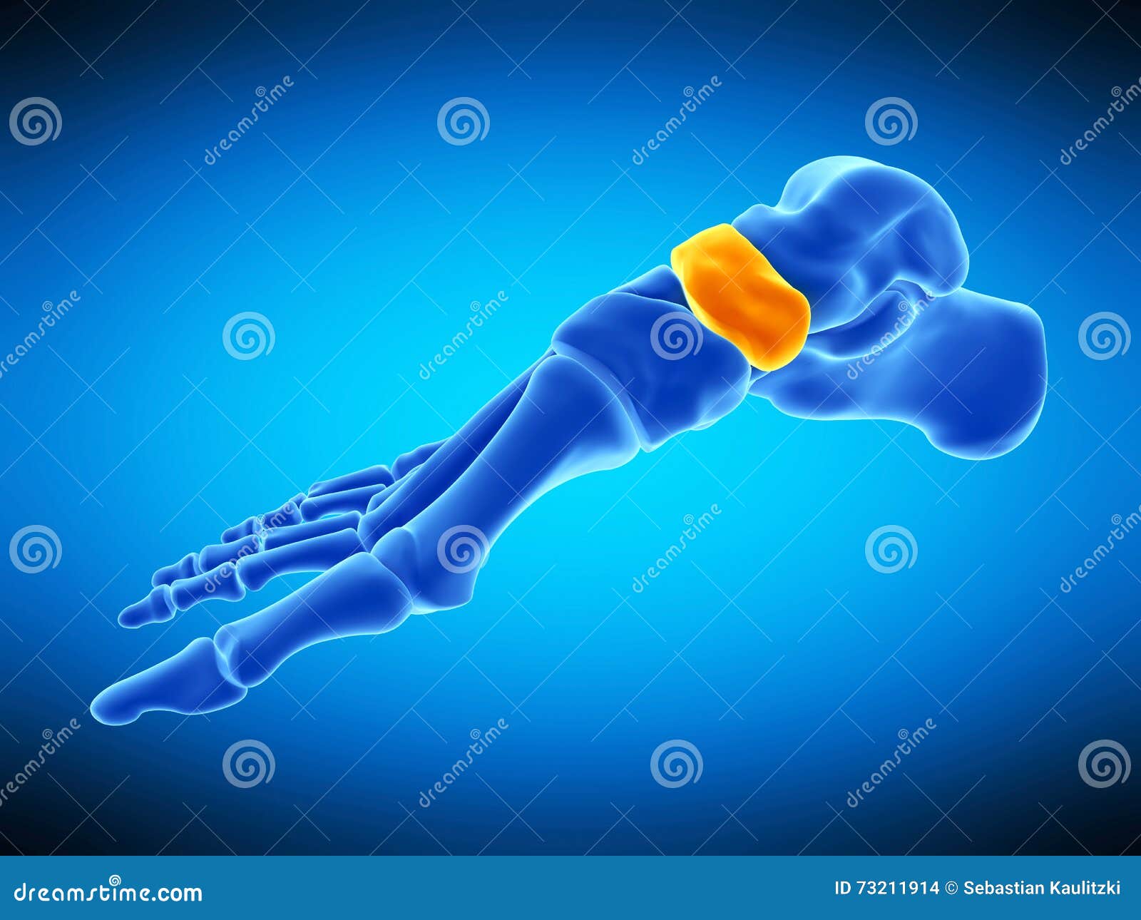 Das Os naviculare stock abbildung. Illustration von gesundheit - 73211914
