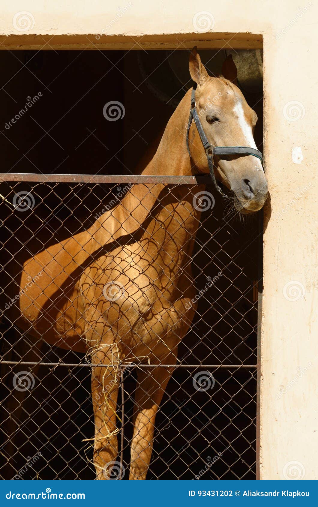 Das Pferd steht im Stall stockfoto. Bild von schön, tier - 93431202