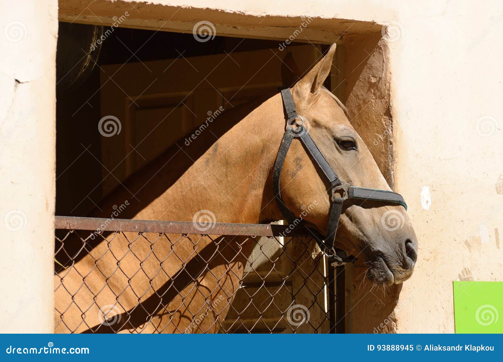 Das Pferd steht im Stall stockbild. Bild von haustier - 93888945