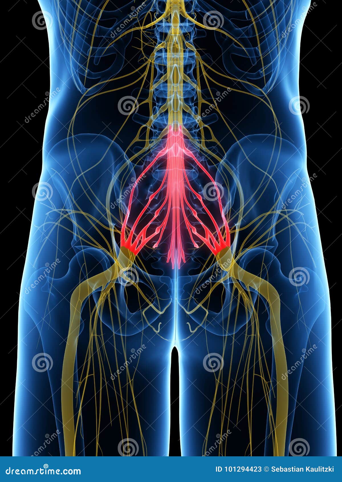 Das Plexus sacralis stock abbildung. Illustration von skelettartig - 101294423