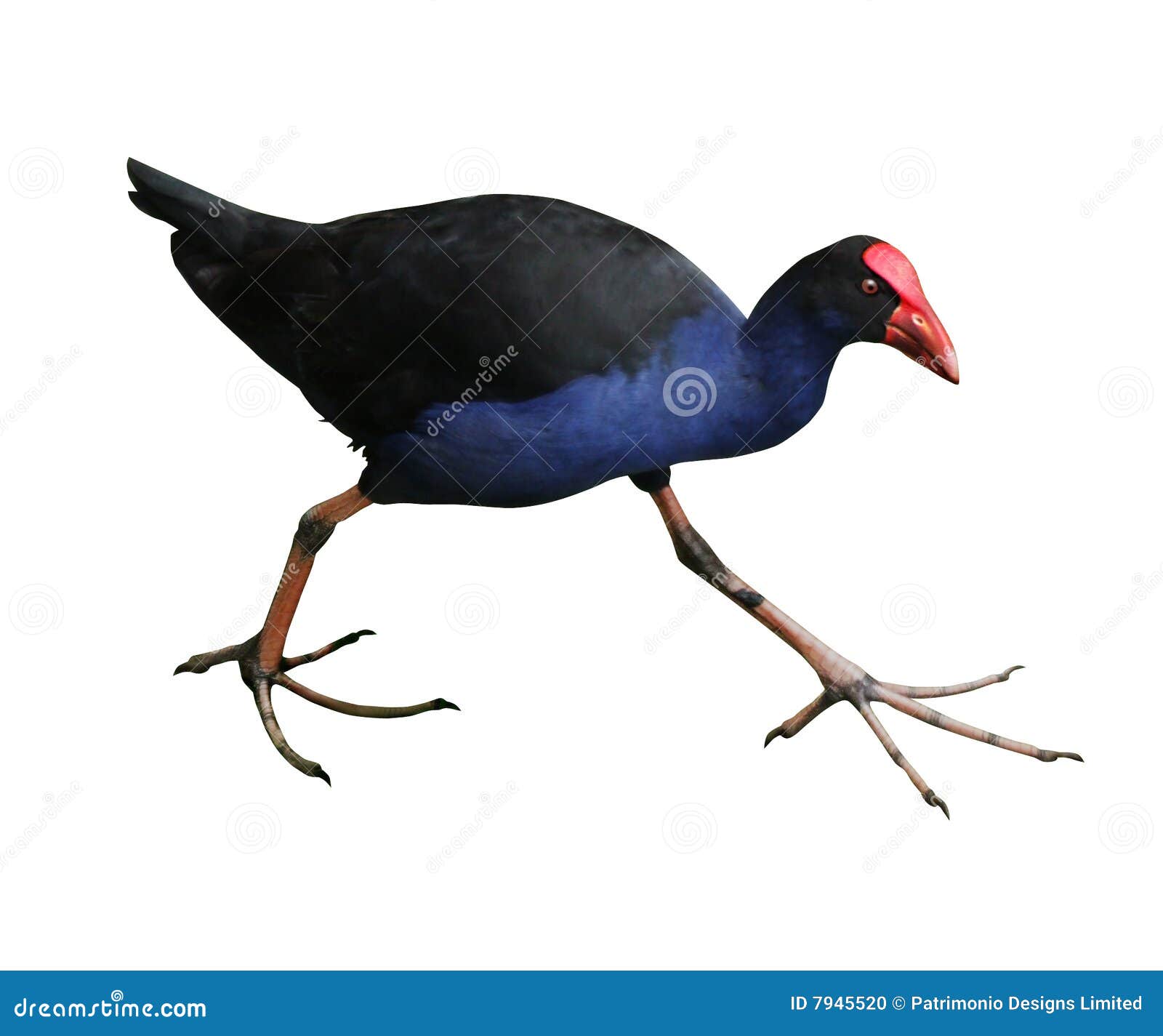Das Pukeko stockfoto. Bild von hintergrund, henne, sumpf - 7945520