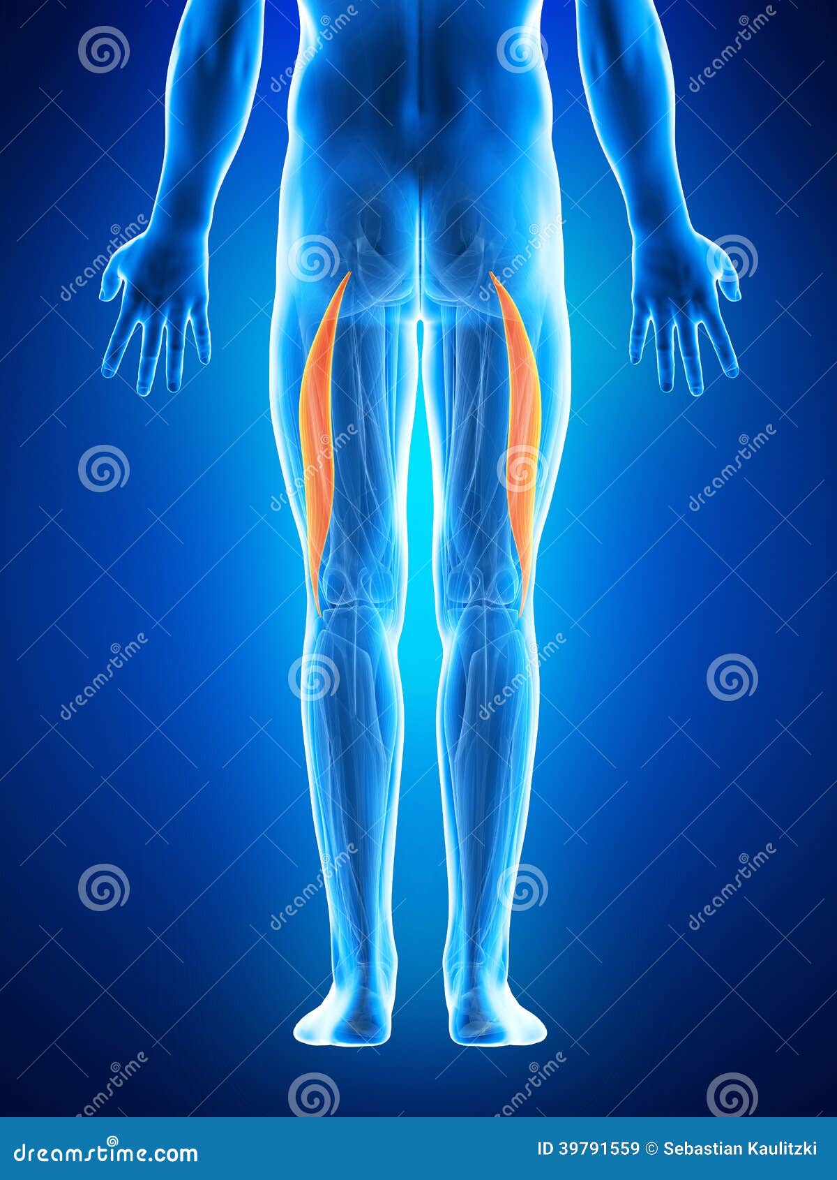 Das Schenkel-longus stock abbildung. Illustration von gesundheit - 39791559