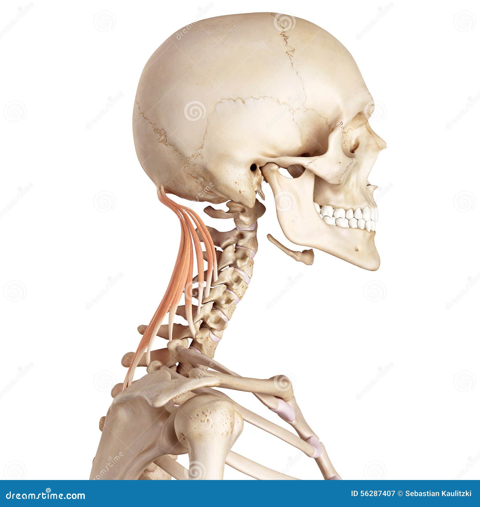 Das semispinalis capitis stock abbildung. Illustration von muskulatur ...