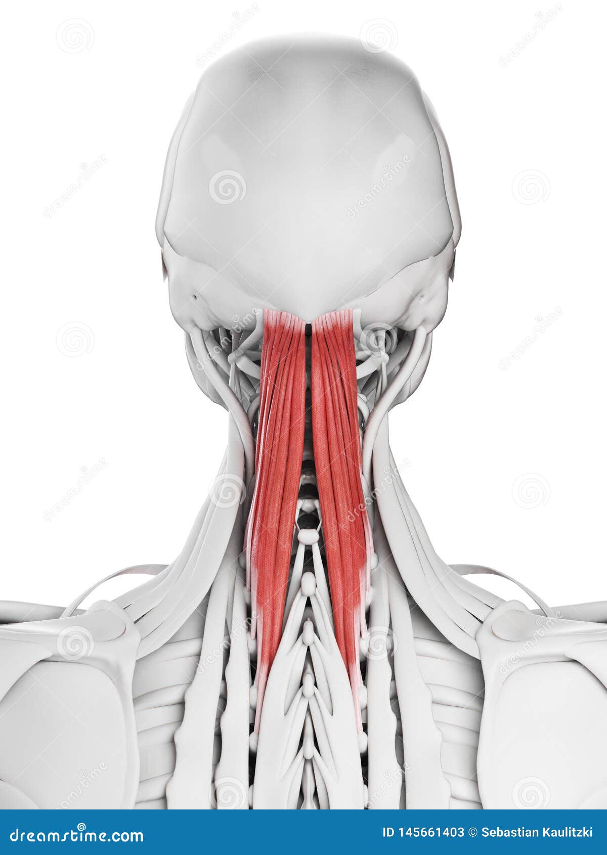Das semispinalis capitis stock abbildung. Illustration von muskulatur ...