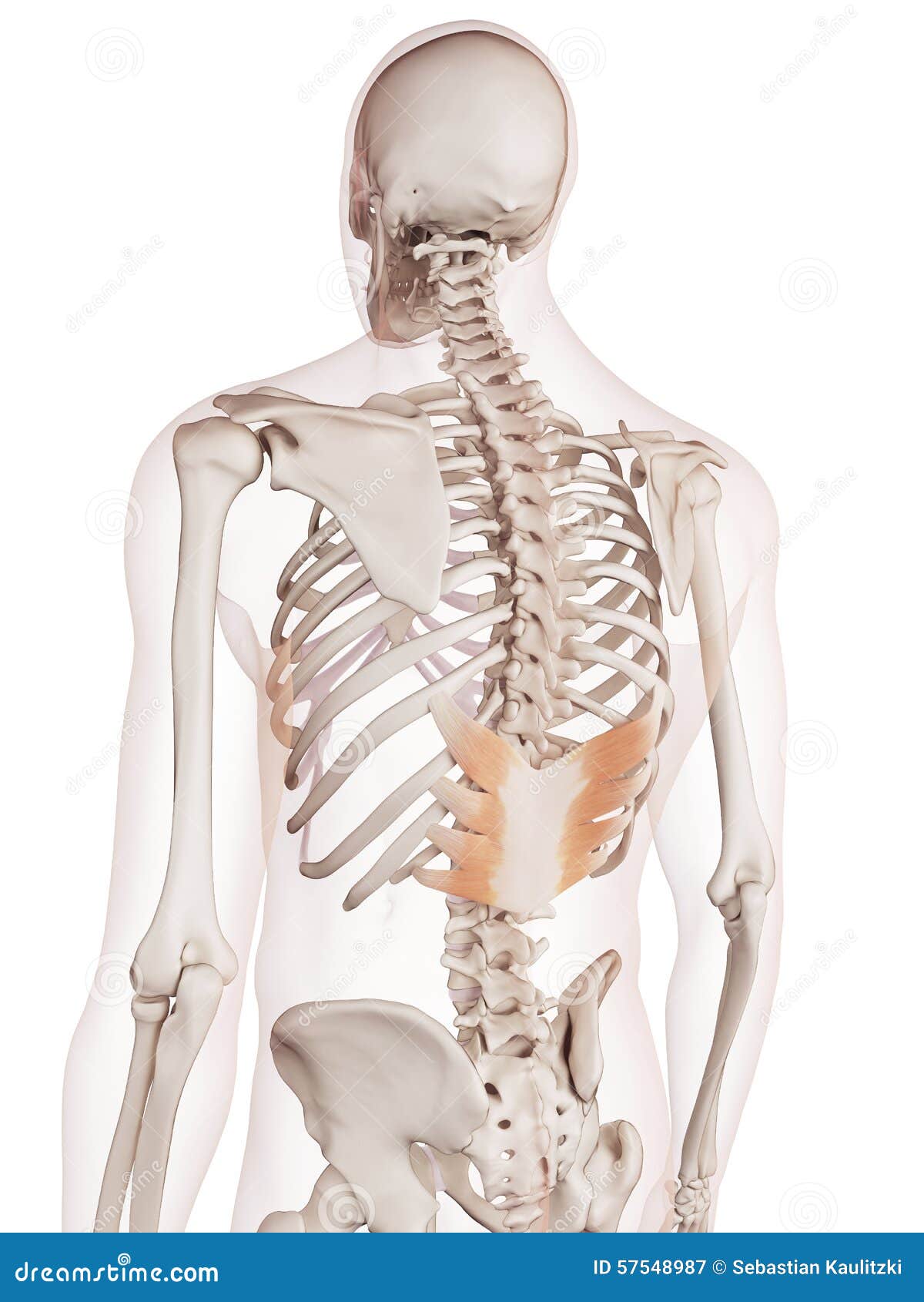 Das Serratus Hinterteil Untergeben Stock Abbildung - Illustration von ...