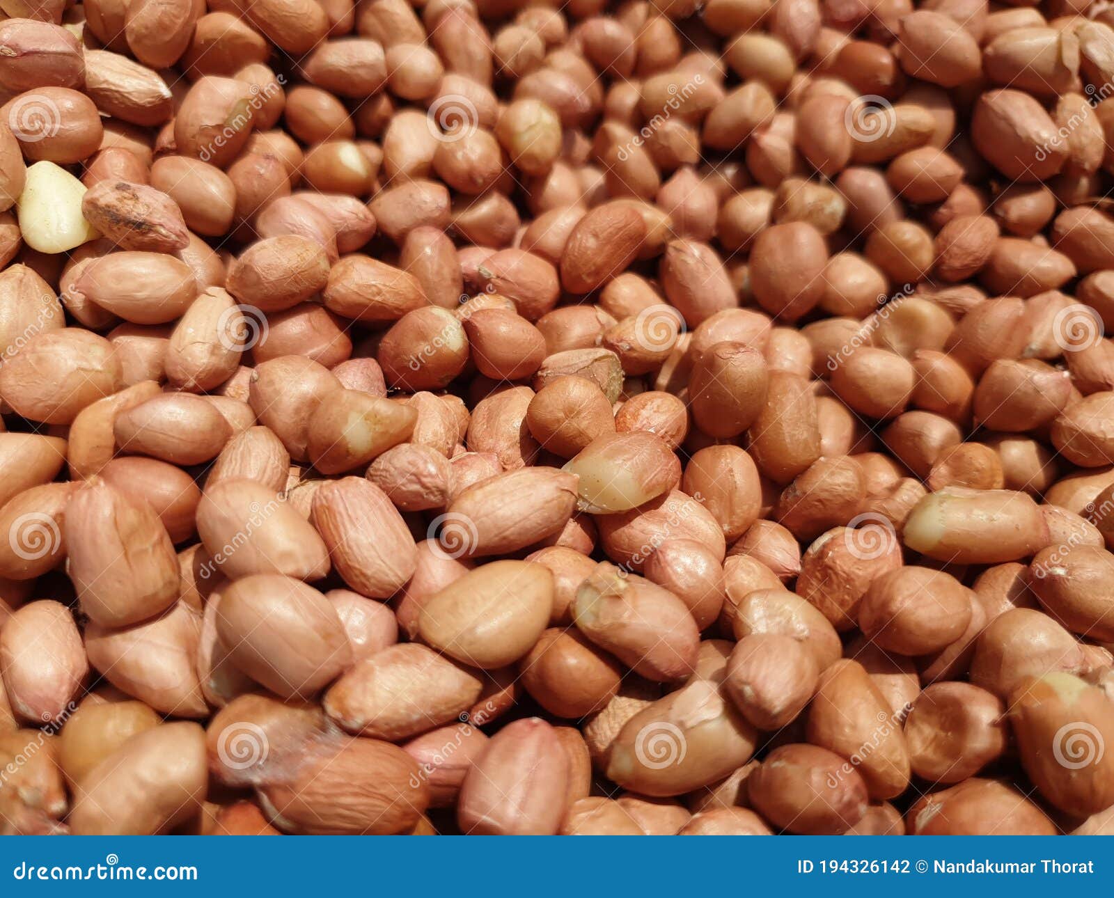 Das sind die Erdnuss stockfoto. Bild von maharashtra - 194326142