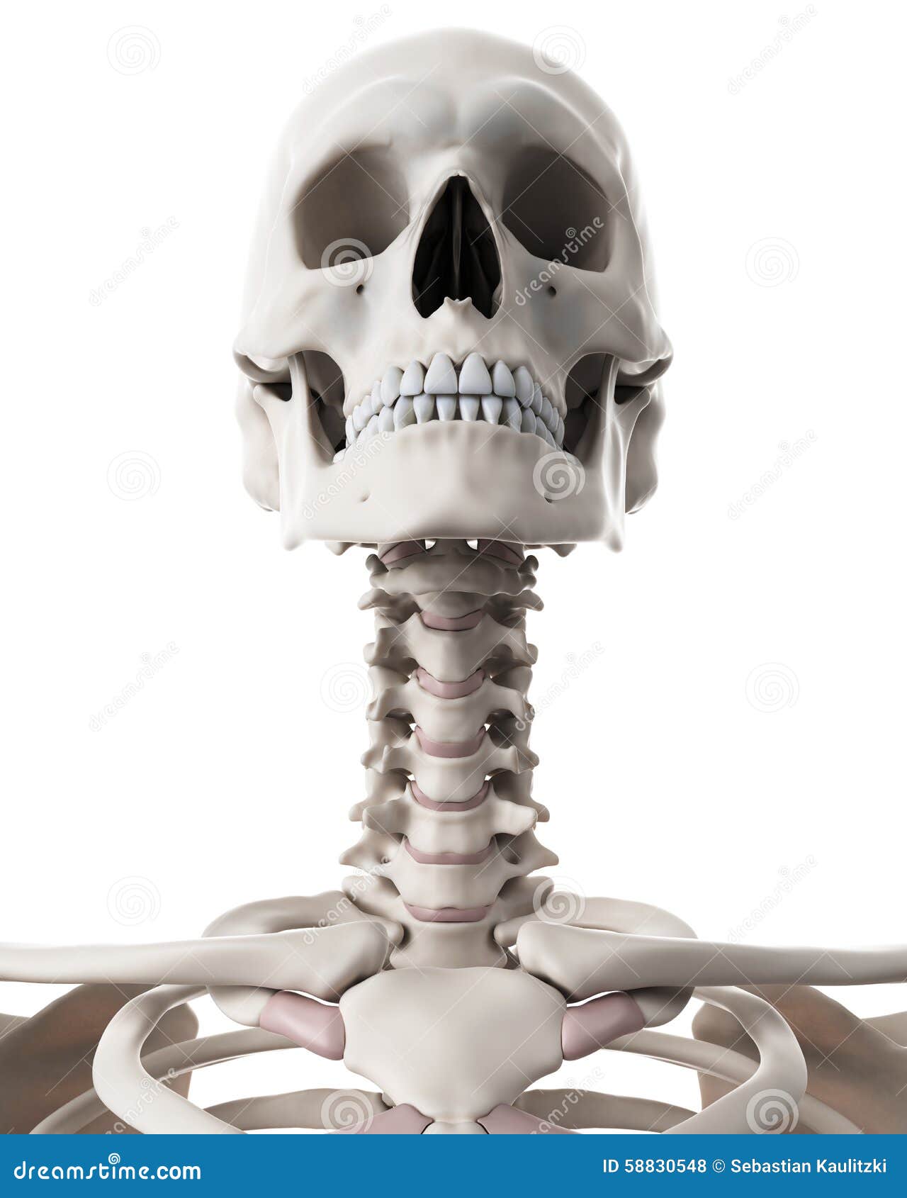 Das Skelettartige System - Der Hals Stock Abbildung - Illustration von ...