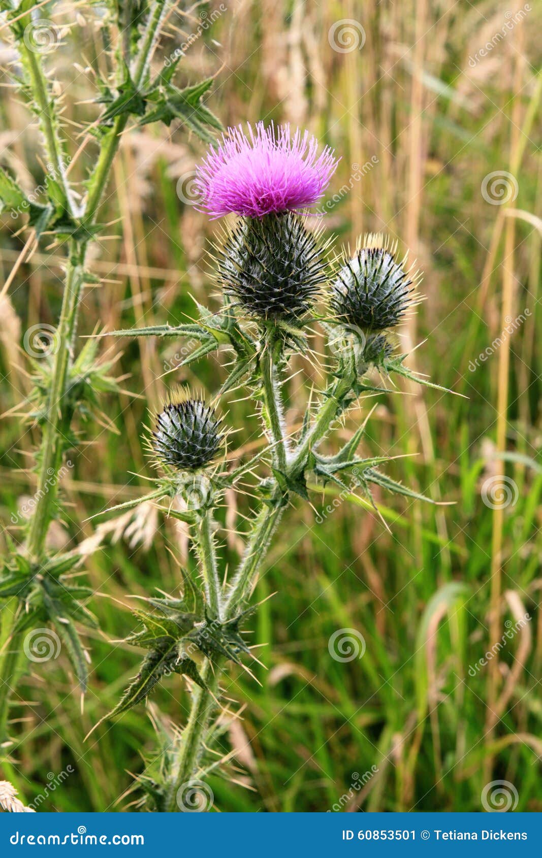 Das Symbol Von Schottland - Eine Distel Stockbild - Bild von nave, feld ...