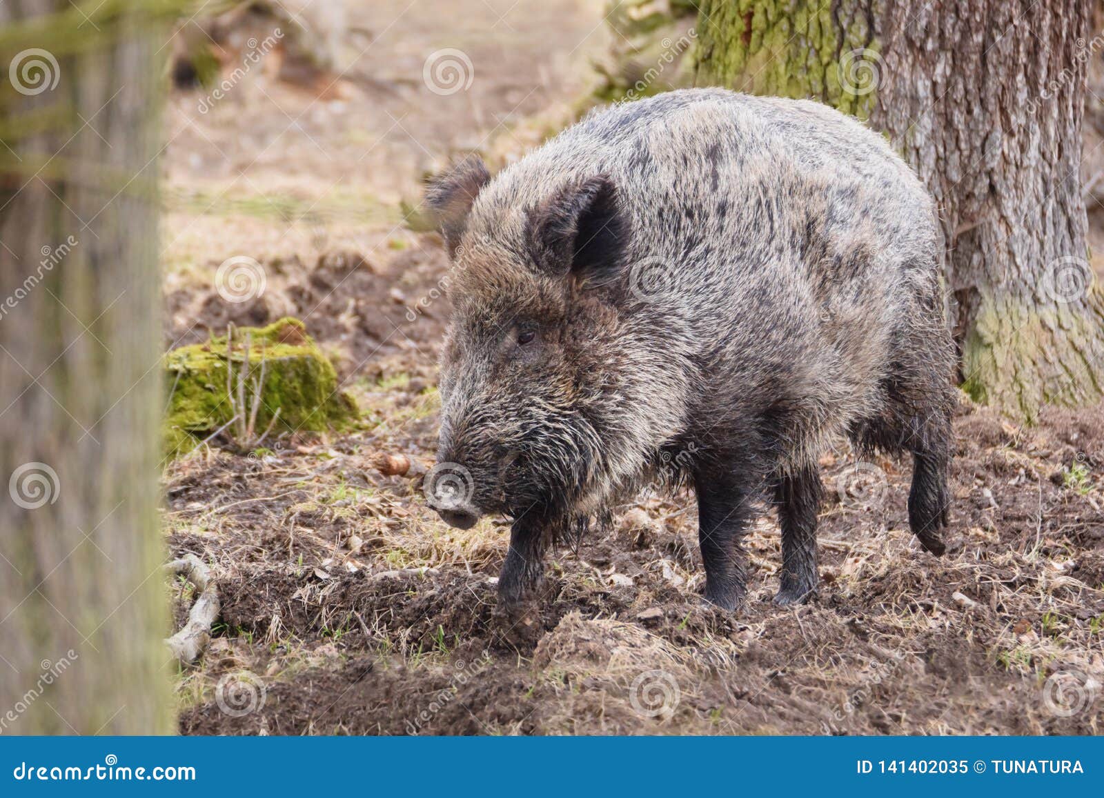 Das Wilder Eber Sus Scrofa, Alias Die Wilden Schweine, Das Eurasische ...