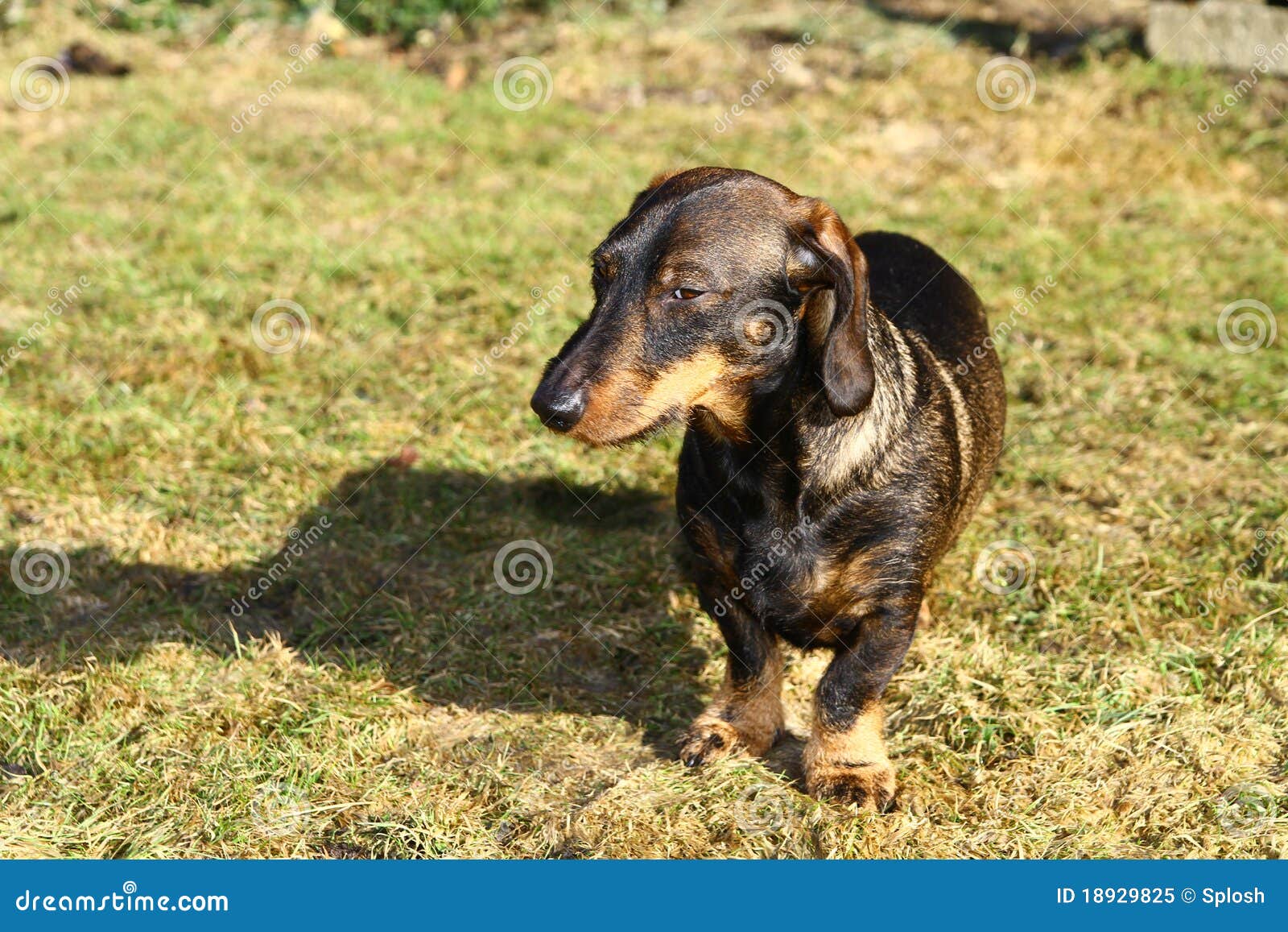 Daschhound stockbild. Bild von braun, schauen, draussen - 18929825