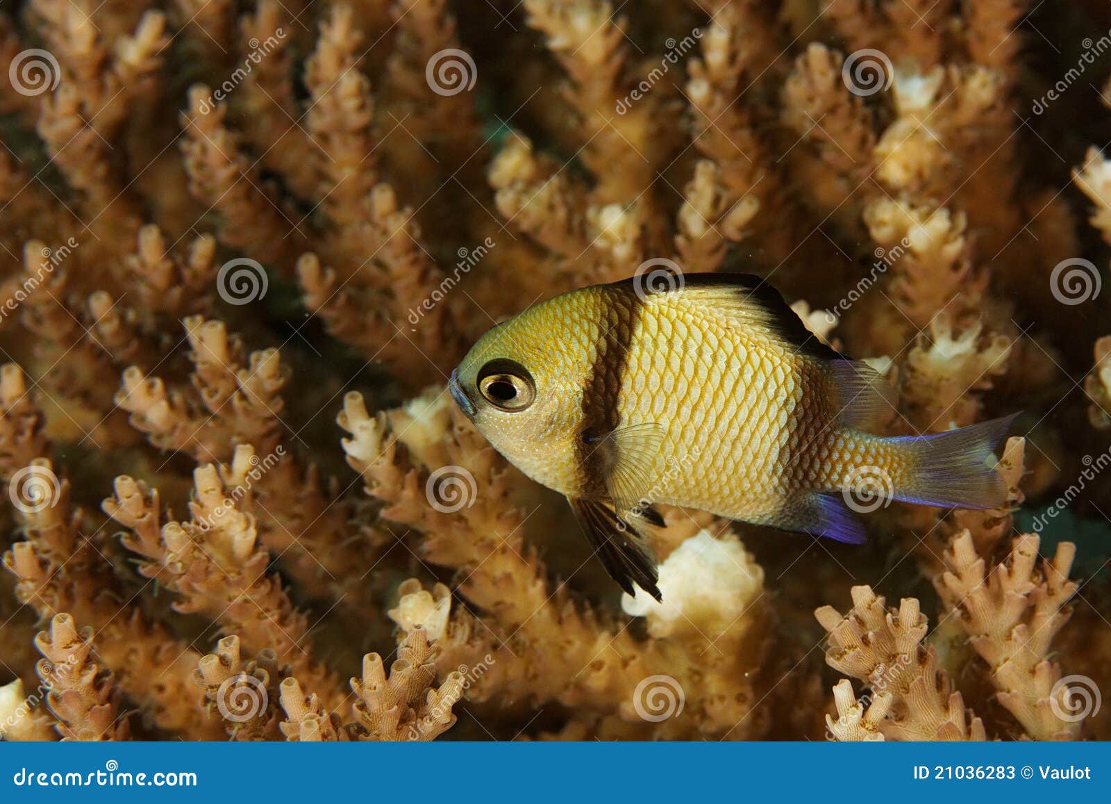 Dascyllus Reticulatus - Damsel Stock Image - Image of animal, asia ...