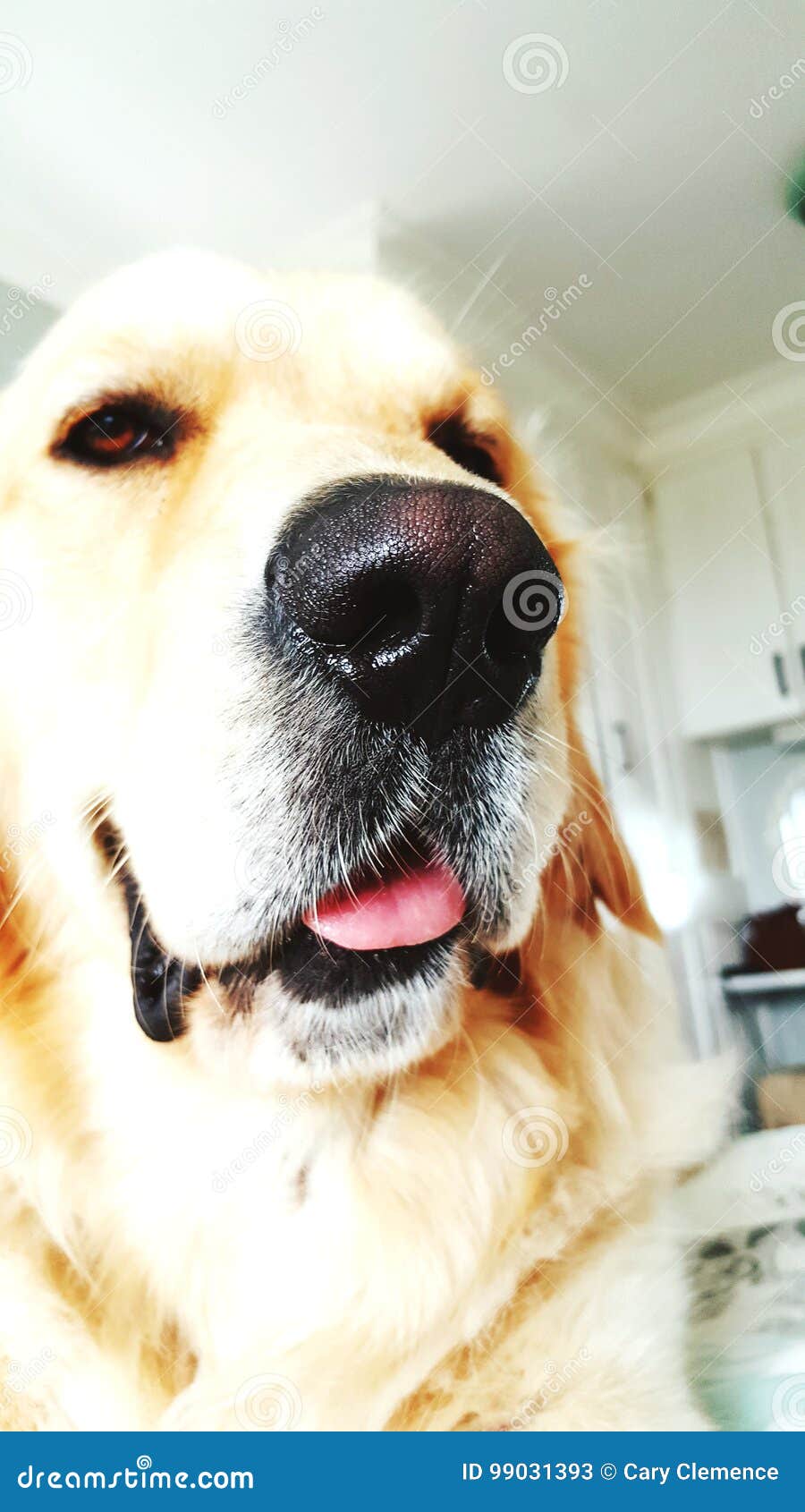 DASH stock image. Image of posing, canine, dash - 99031393