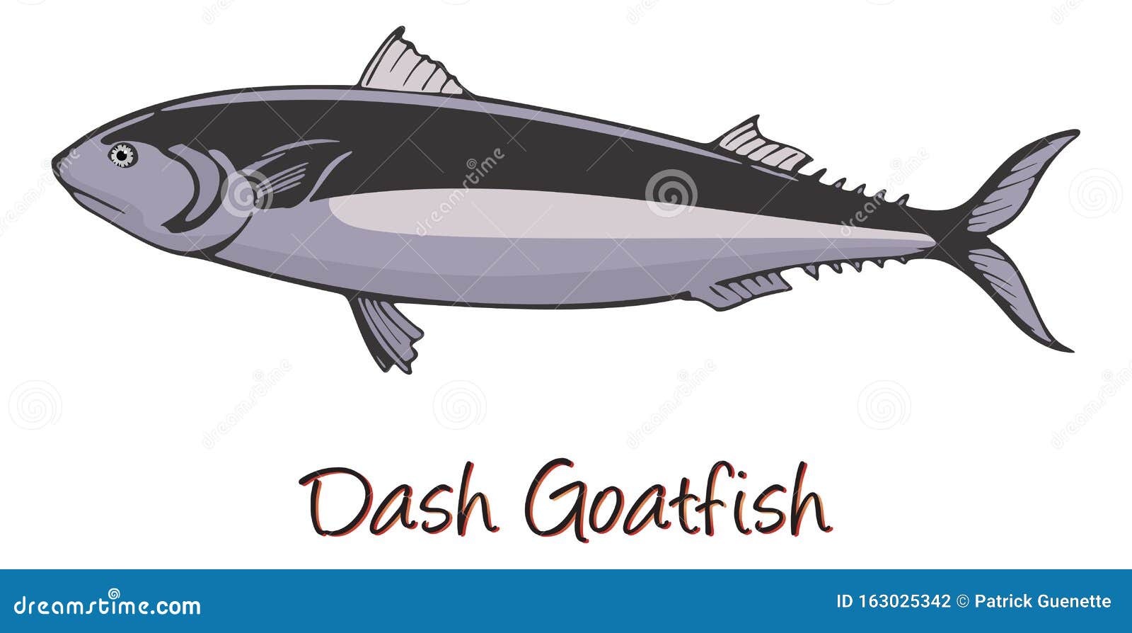 Dash-and-dot Goatfish, Color Illustration Stock Vector - Illustration ...