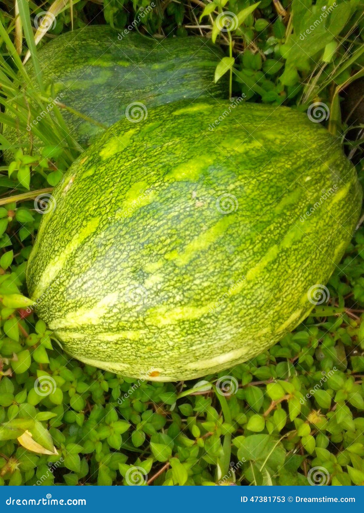 A dash of green stock image. Image of dash, nourishing - 47381753