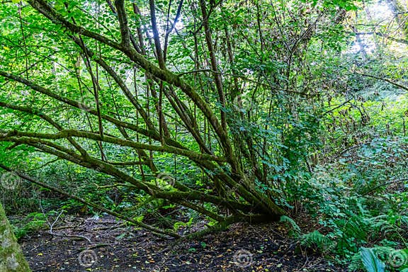 Dash Point Leaning Tree stock photo. Image of washington - 329343992